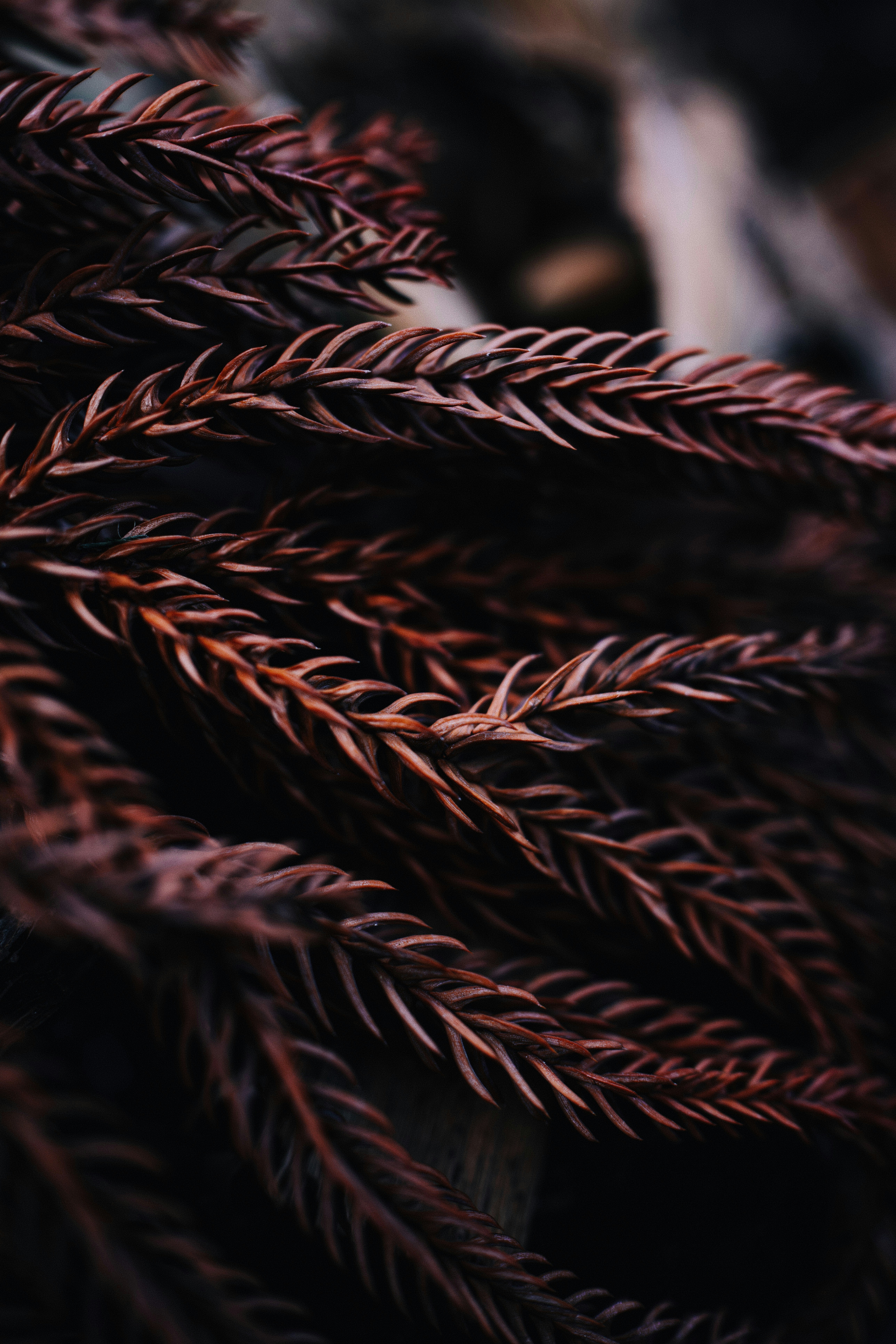 Crimson Sprigs: a close-up of fern-like branches in rich autumnal tones