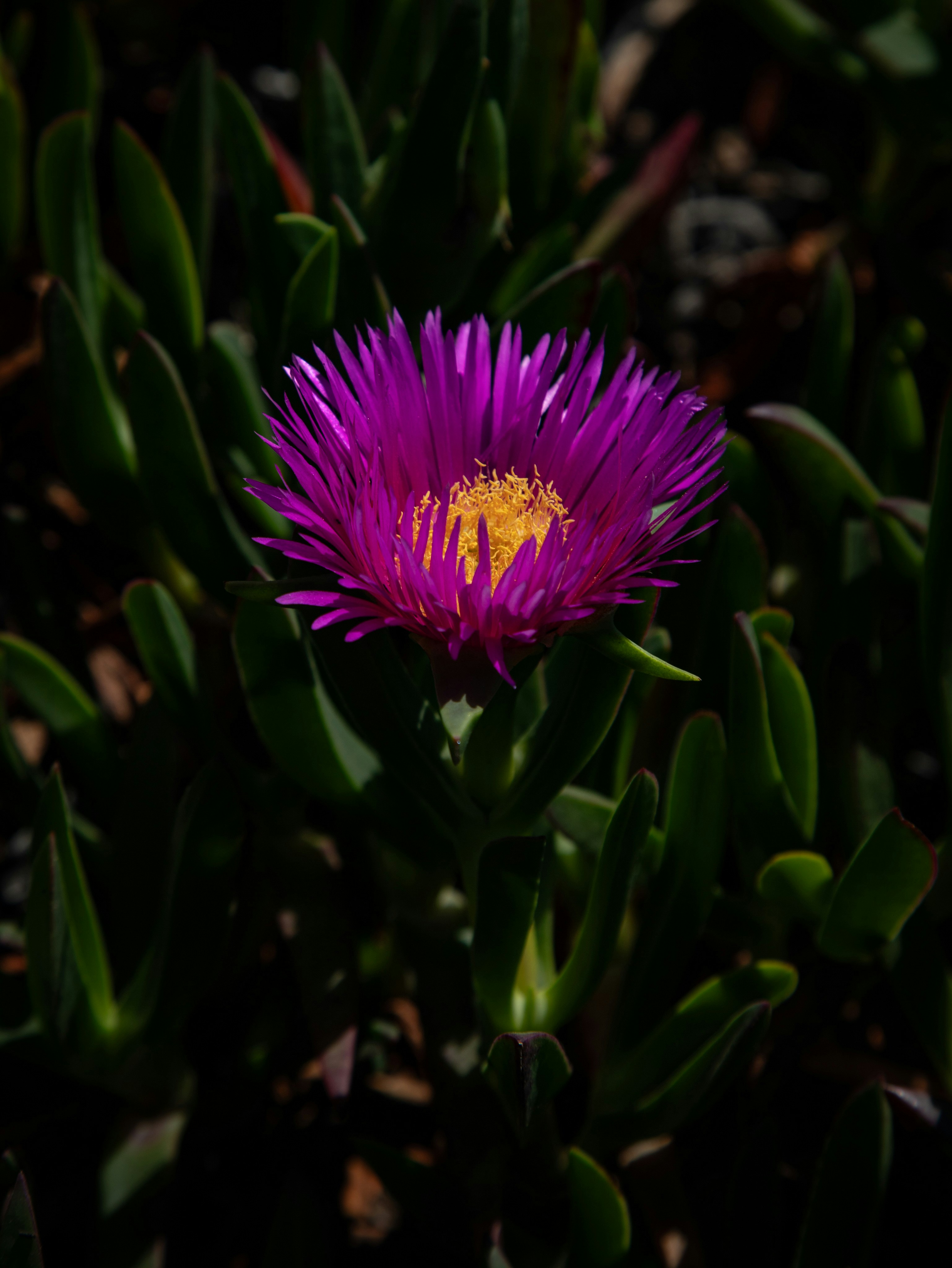 Violet Bloom in Darkness: A Close-Up Confronting Shadows