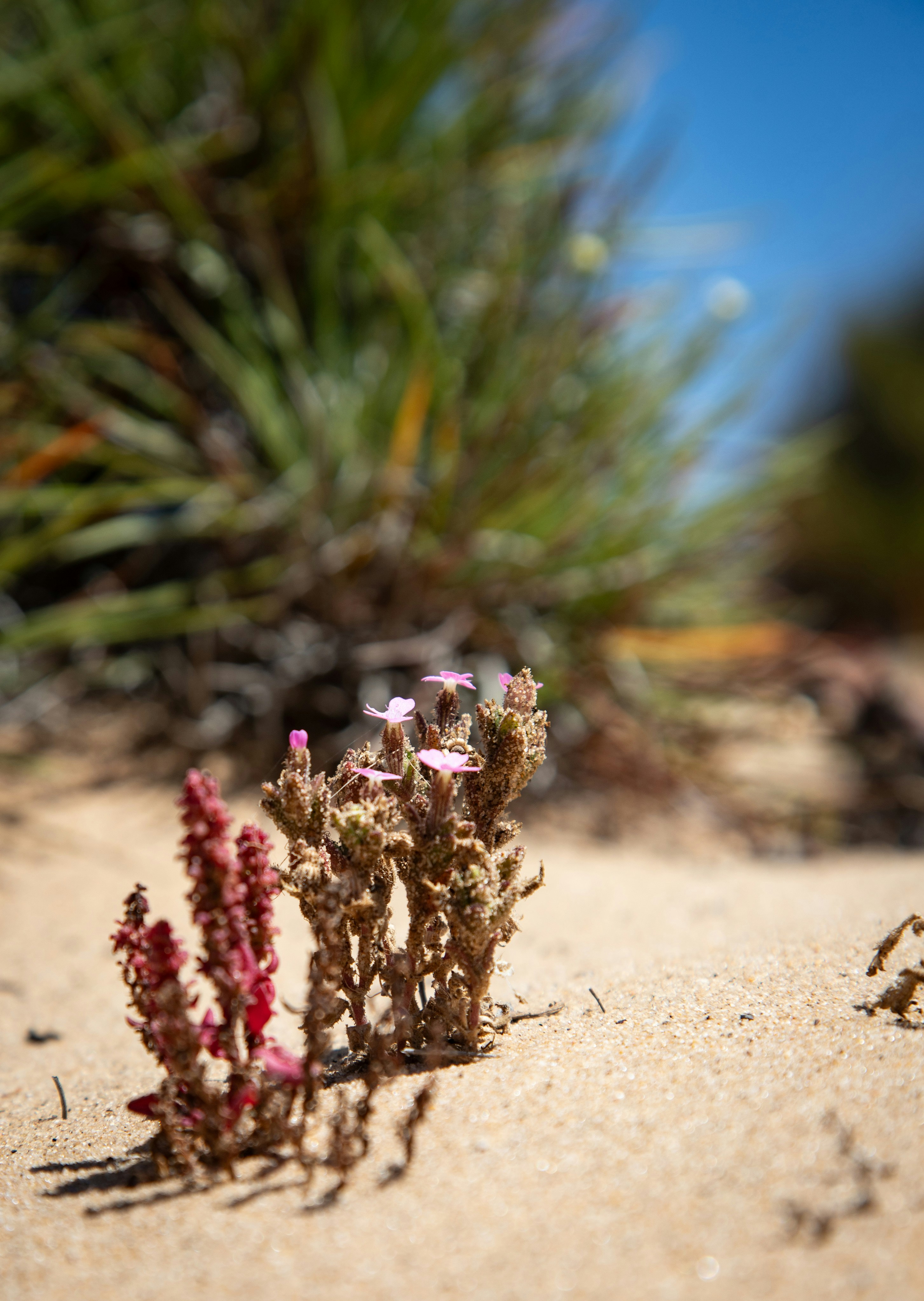 Desert Bloom: Tiny Pink Stems Piercing the Sand