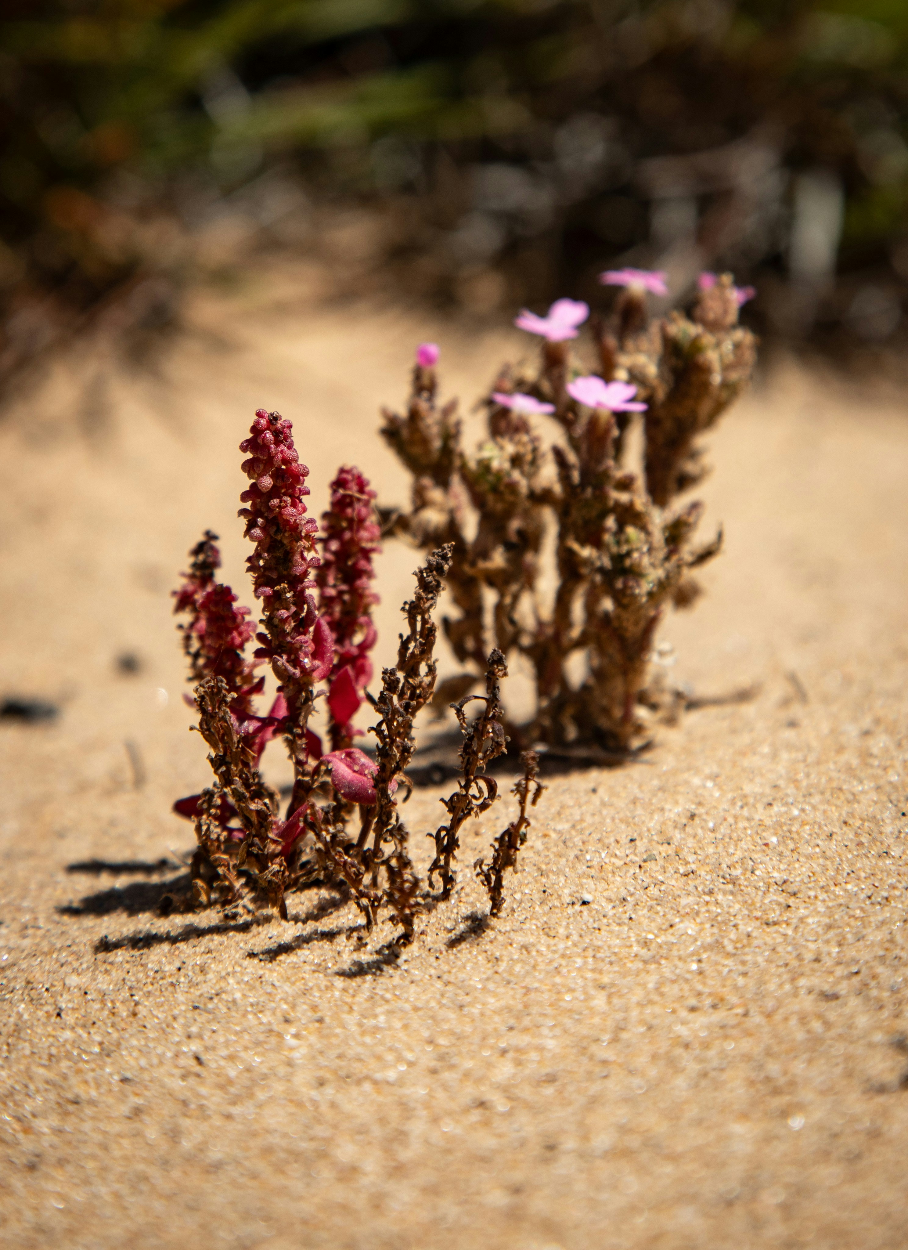 Desert Bloom: Tiny Sea-Scaled Flowers Breathing in Sandlight