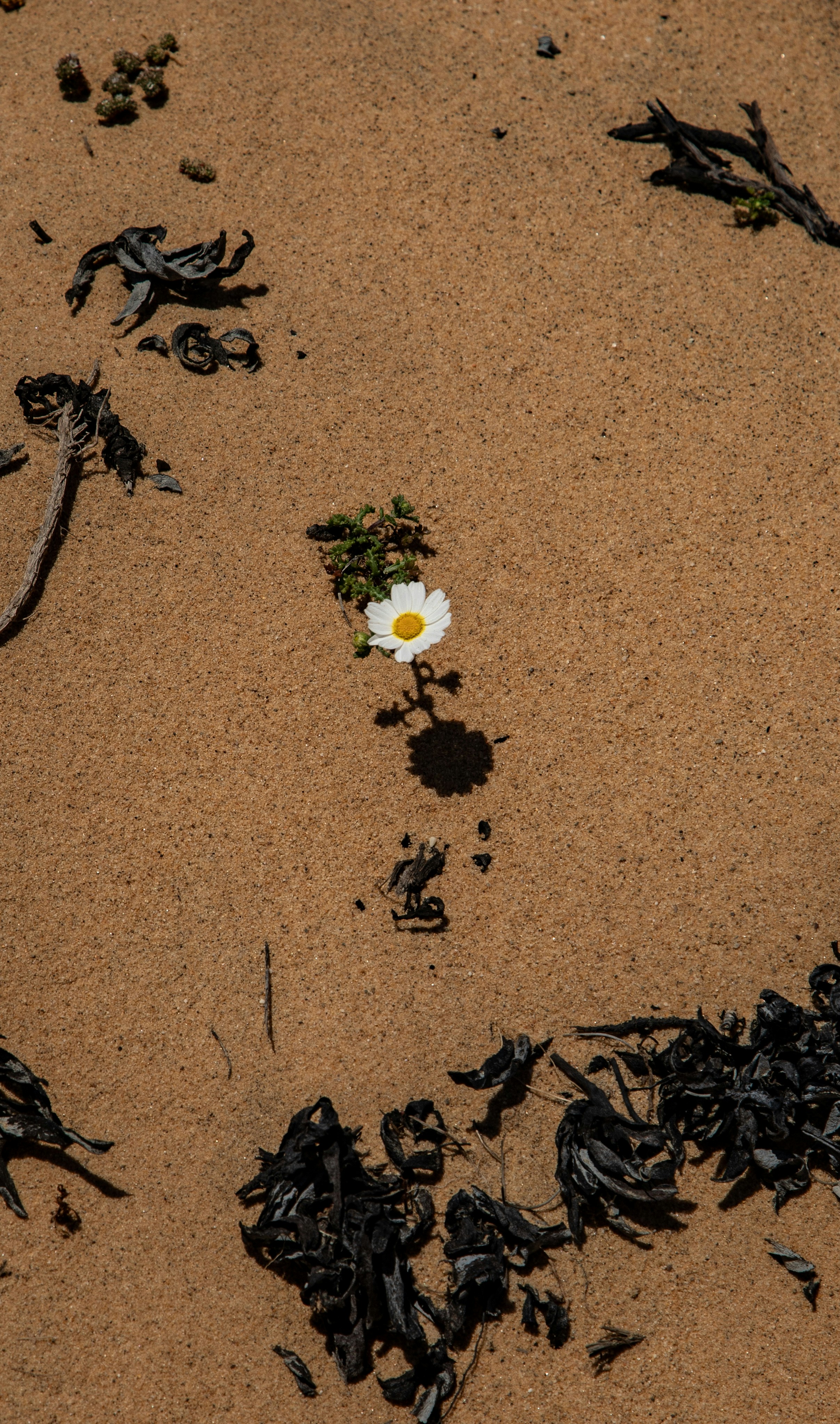  solitary daisy on sunlit sand amid driftwood and shadows