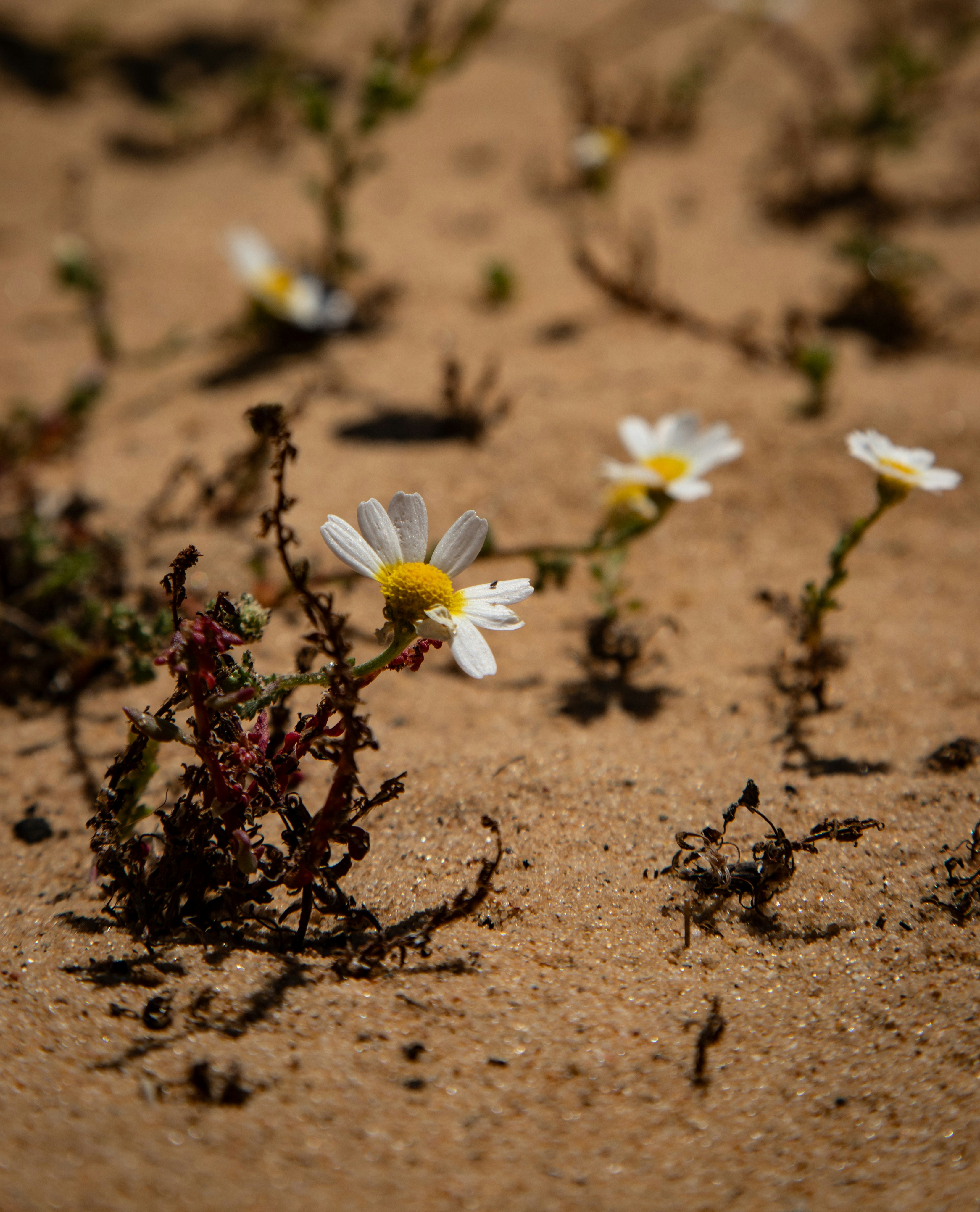Desert daisies in focus: a solitary bloom amid wind-swept sand
