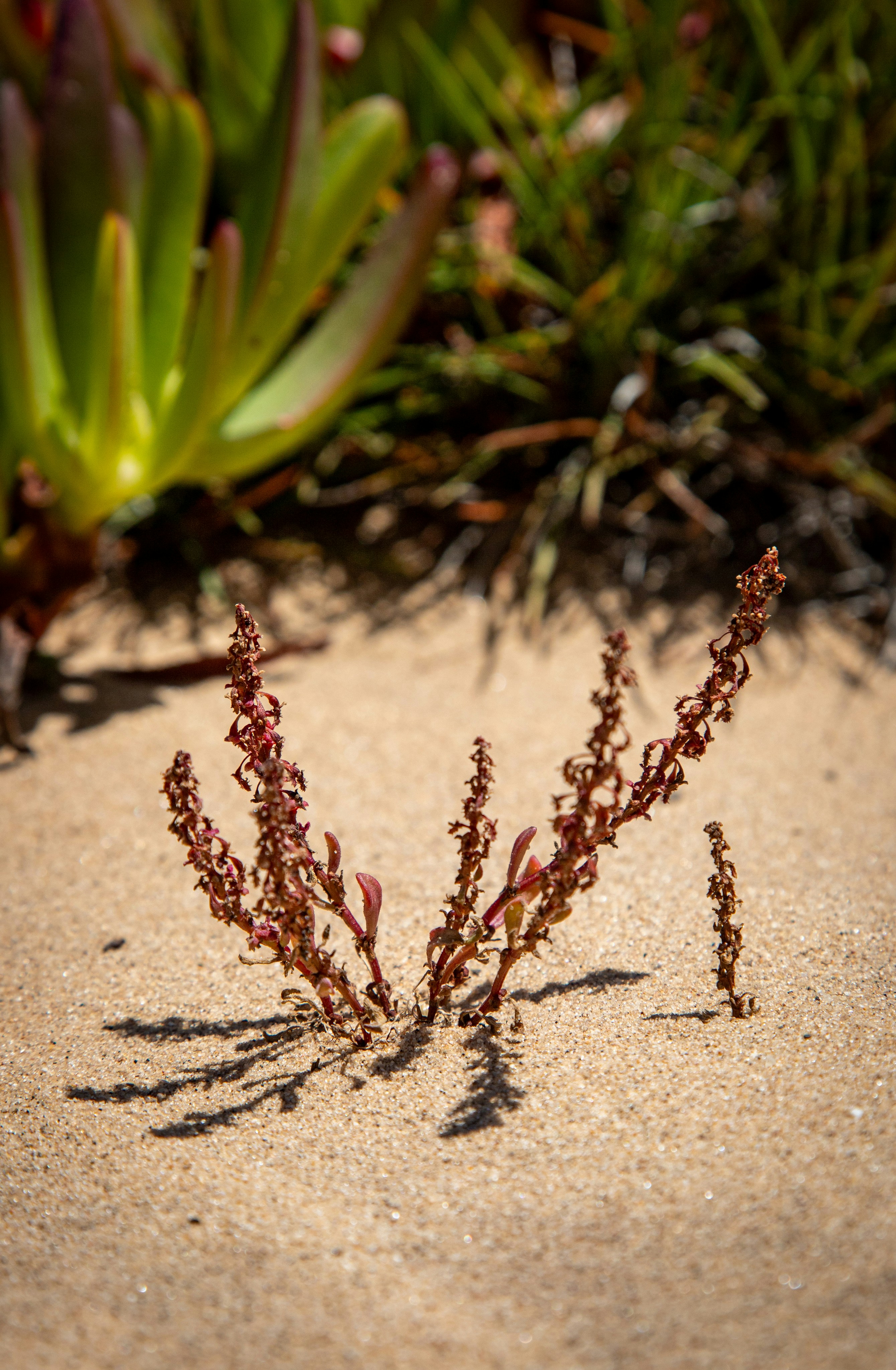 Desert Sprigs in Quiet Sand