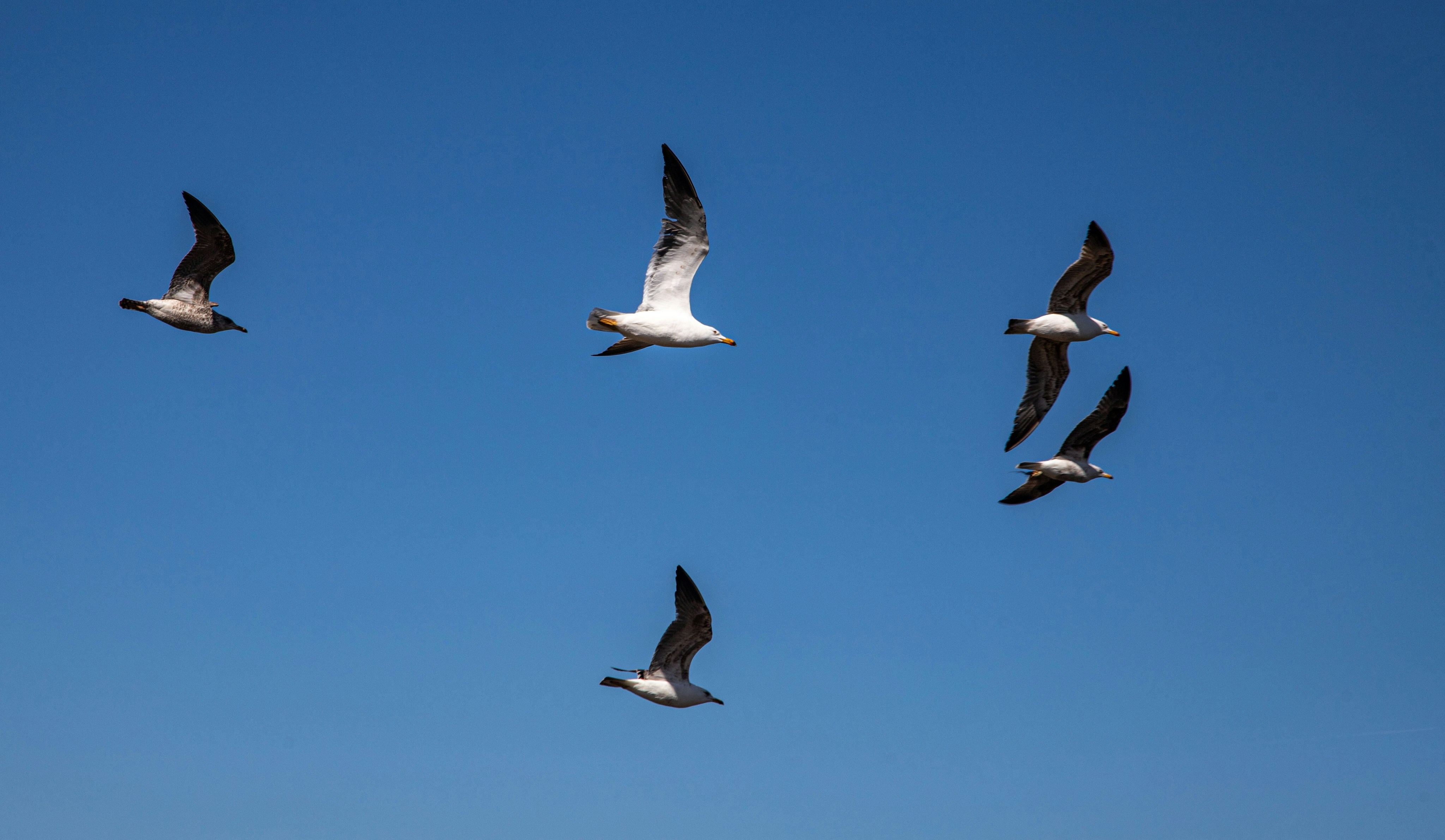 V-Formation Shuffle: Five Seabirds in a Clear Blue Noon