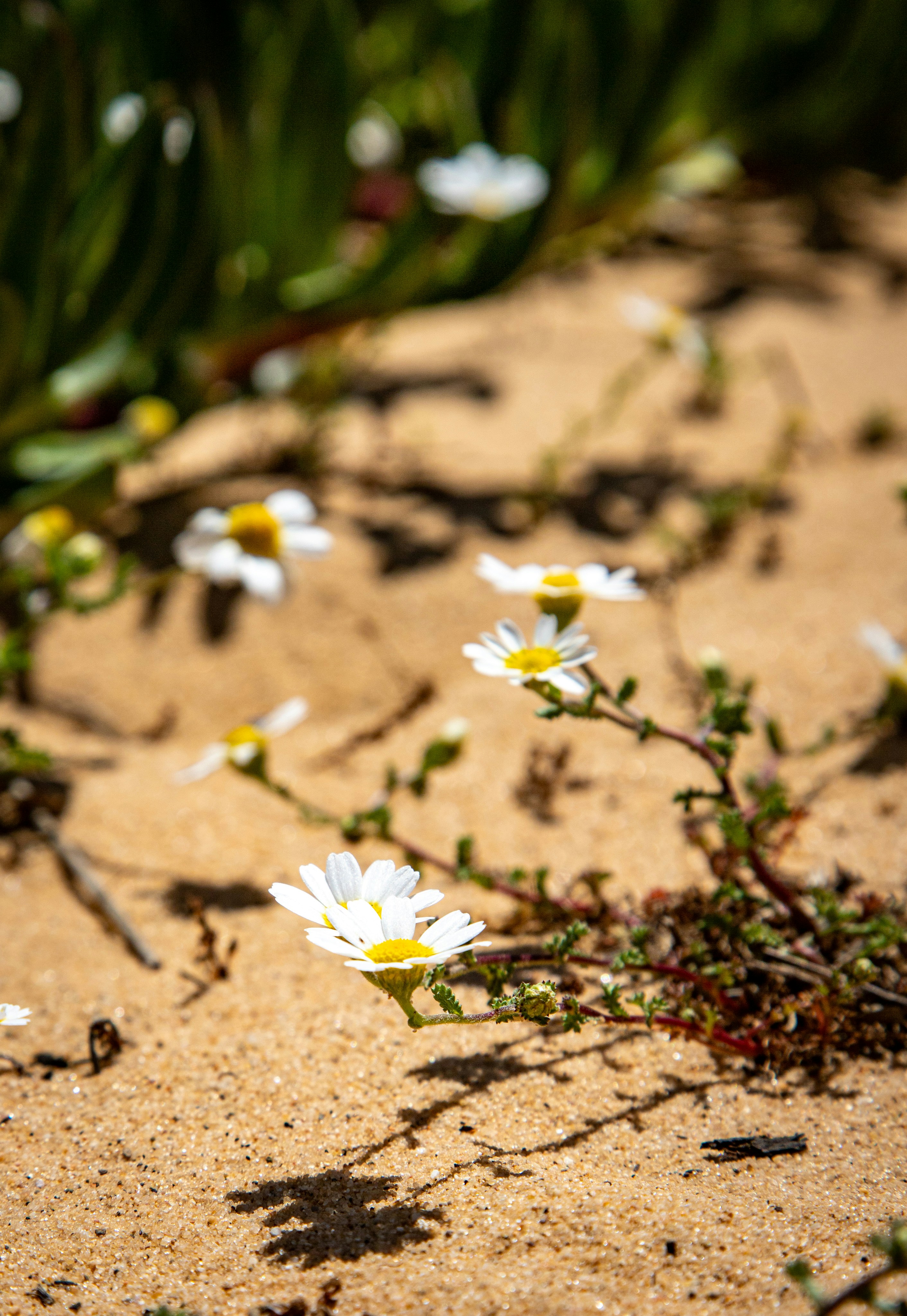 Desert Daisy Core: White Petals and Sandy Ground