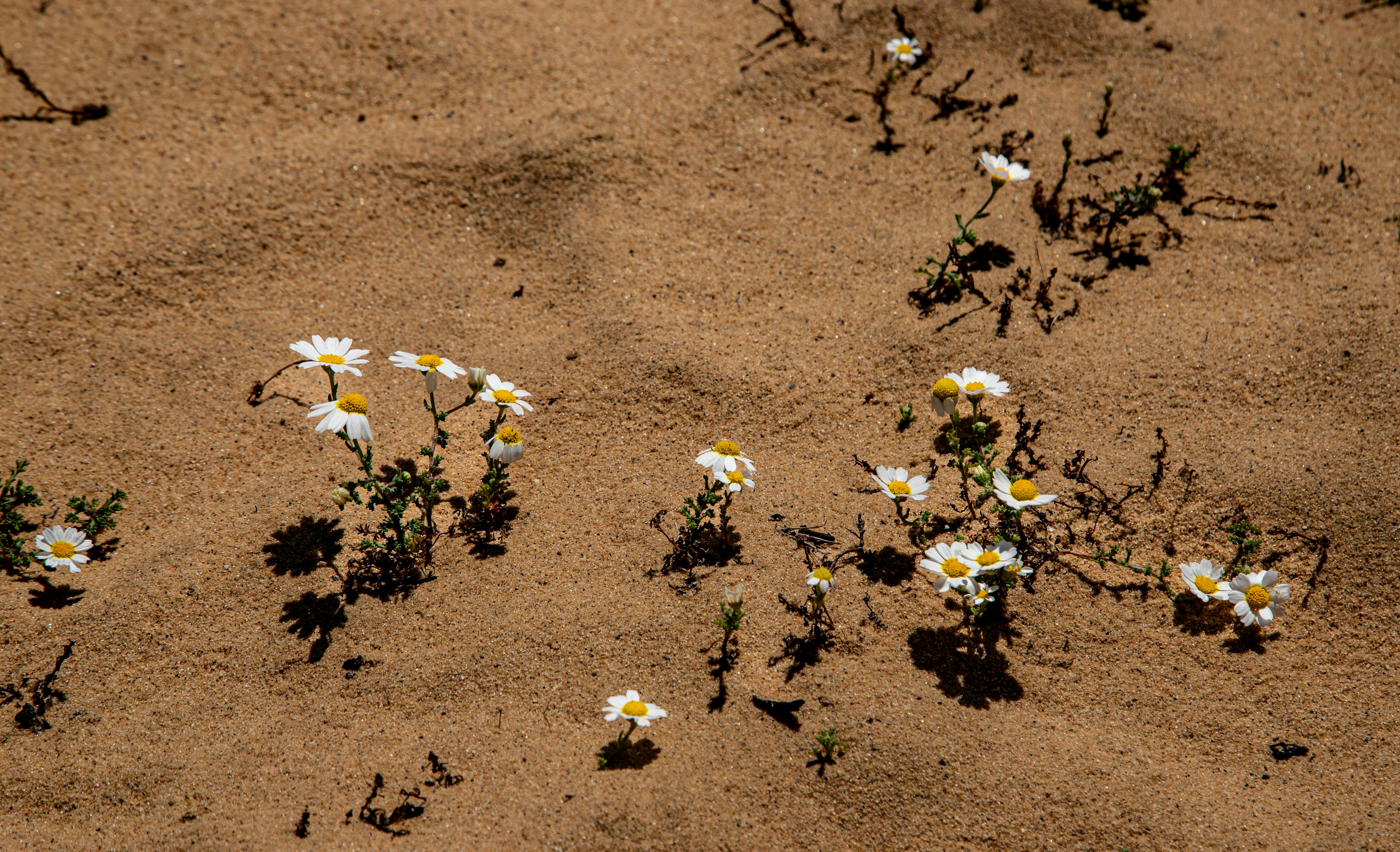 Desert Daisies: Sparse Blooms Against Sandy Canvas