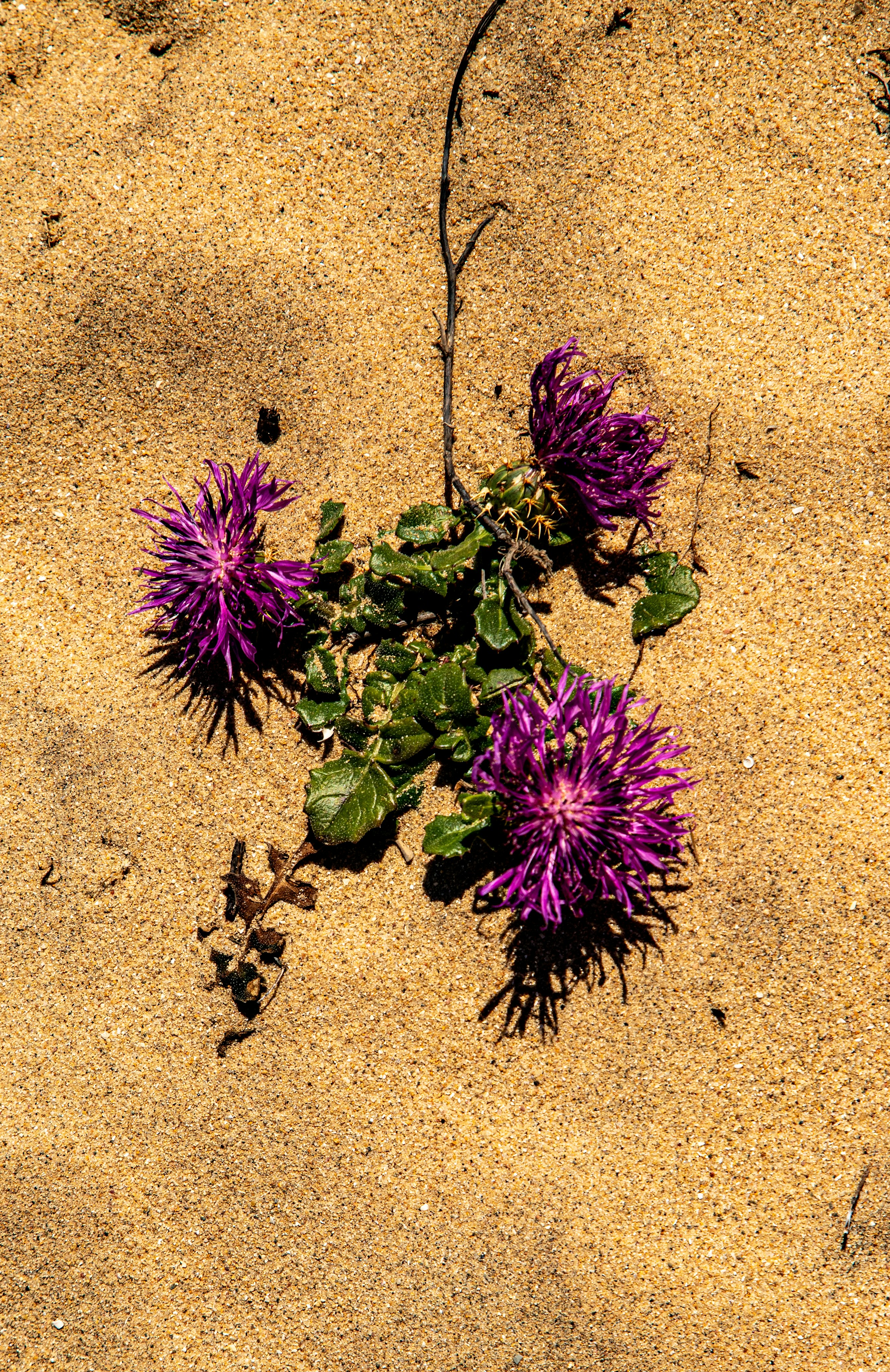Desert Bloom: Purple Thistles in Sandy Silence