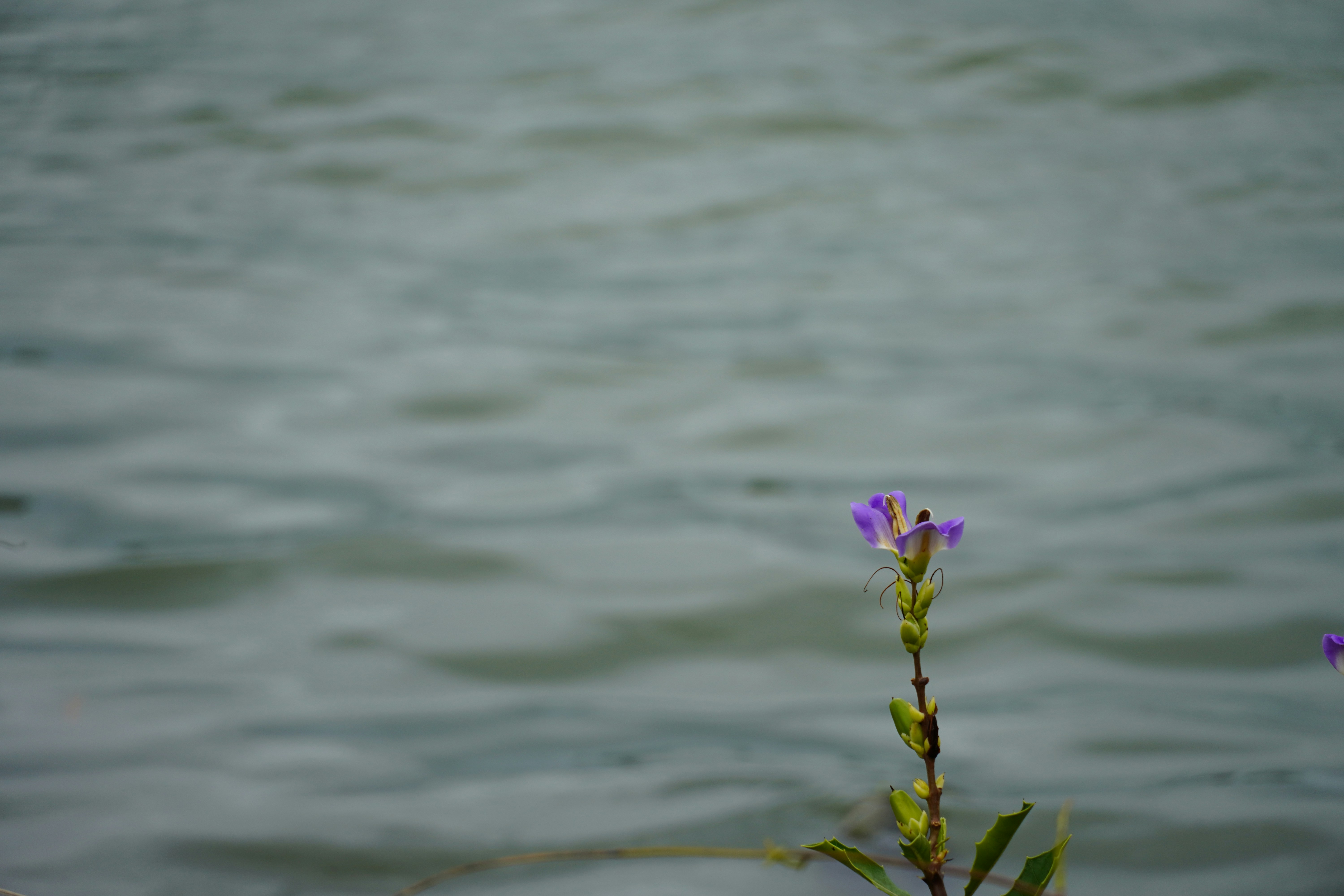 Purple Bloom Reaches Above the Still Water