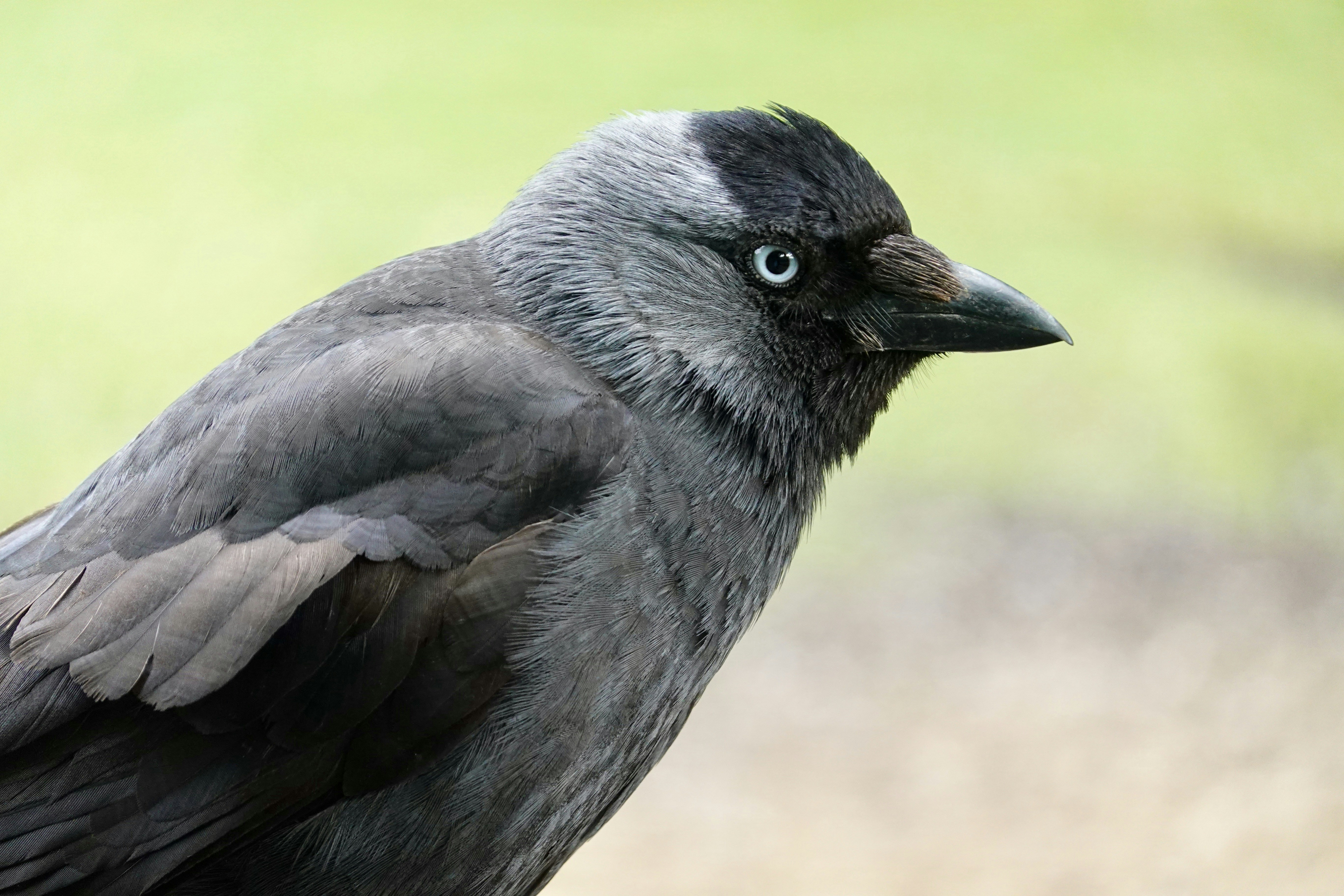Portrait of a Watchful Raven: Sharp Eye Against Soft Outdoors