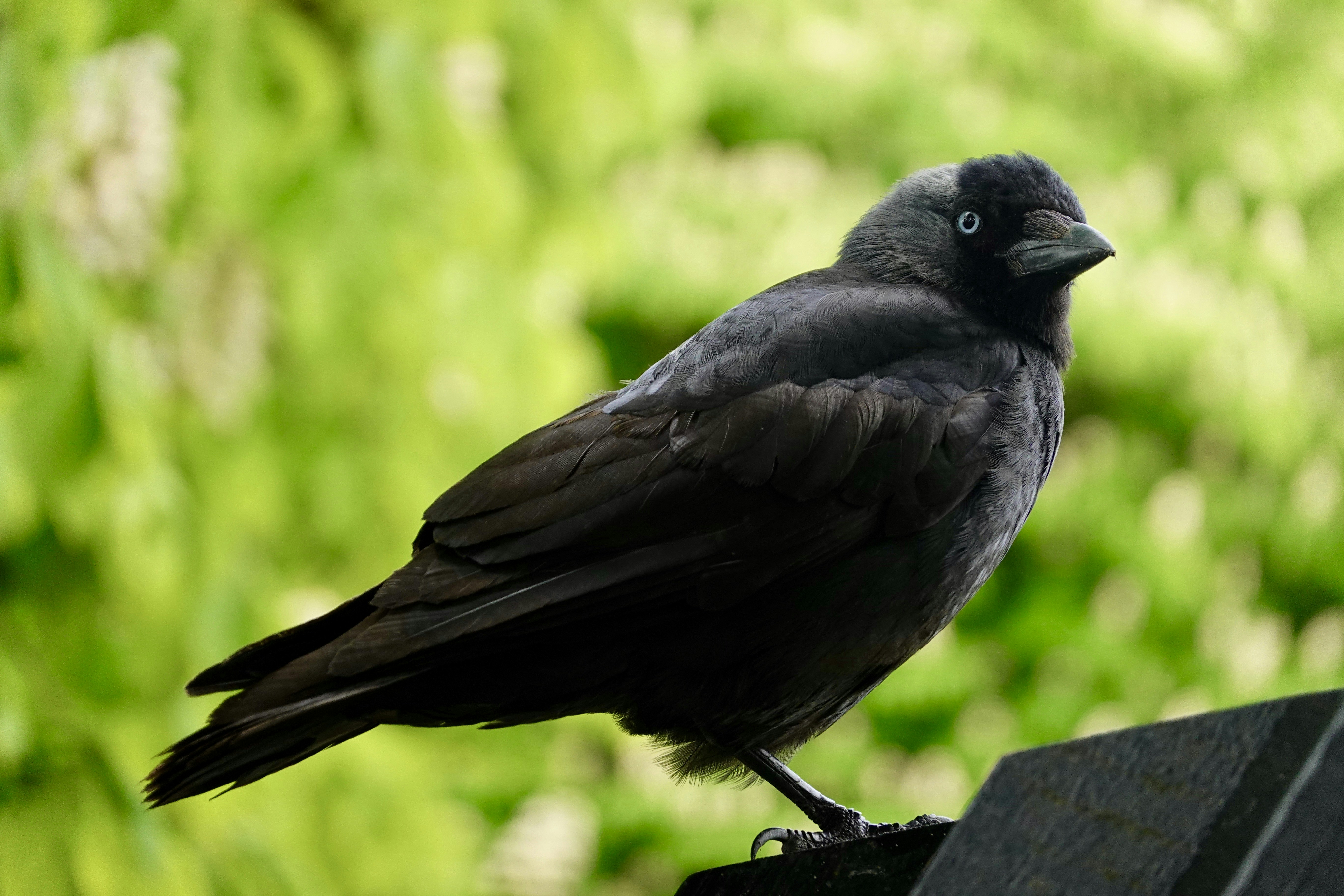 Midday Silhouette: A Crow Perched on a Rail Against Lush Green Blur