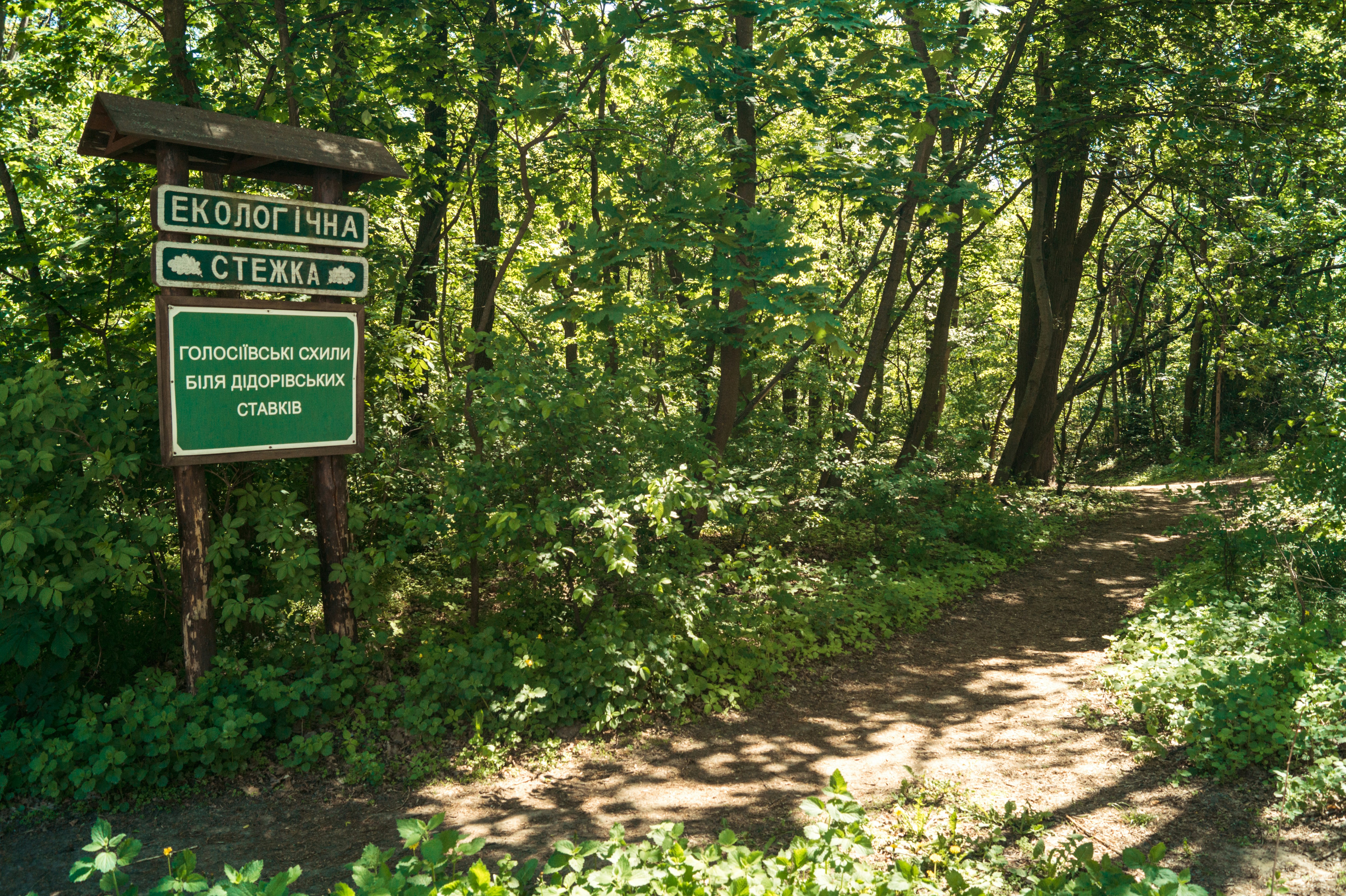 Forest Trail with Informational Signpost