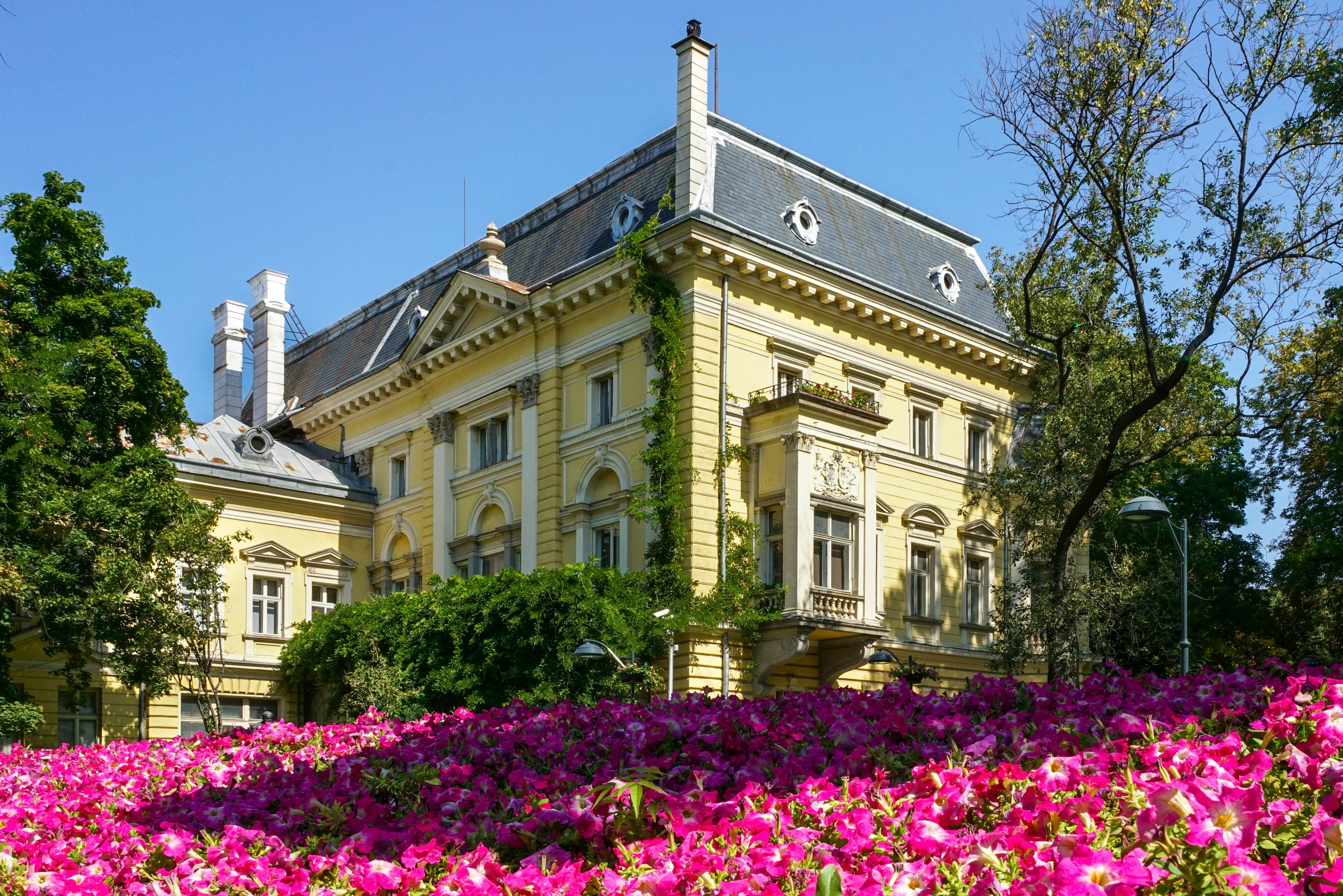 Sunlit Salon: a yellow villa peeking above a sea of pink blooms