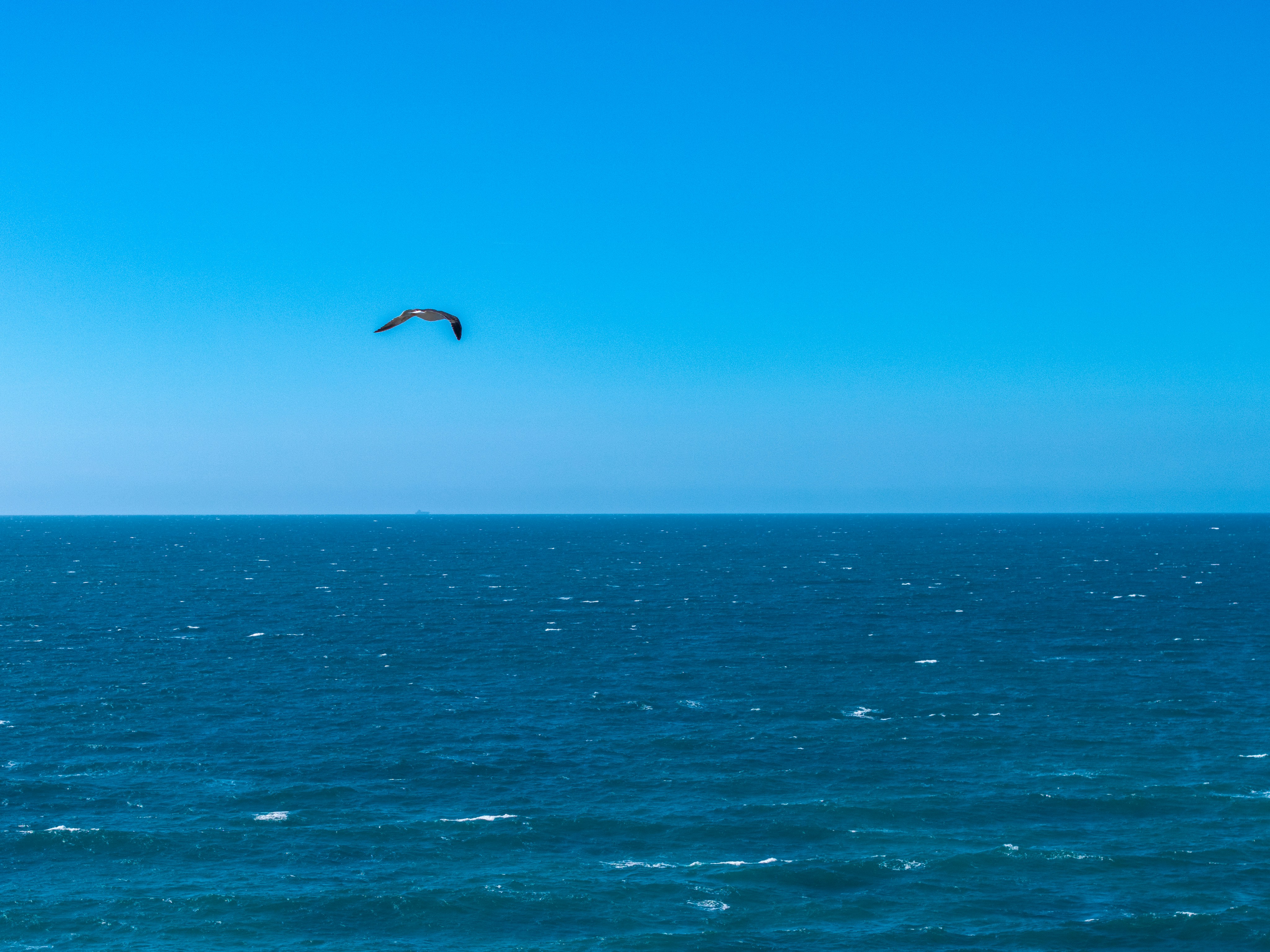 A lone seabird skims the horizon over endless blue
