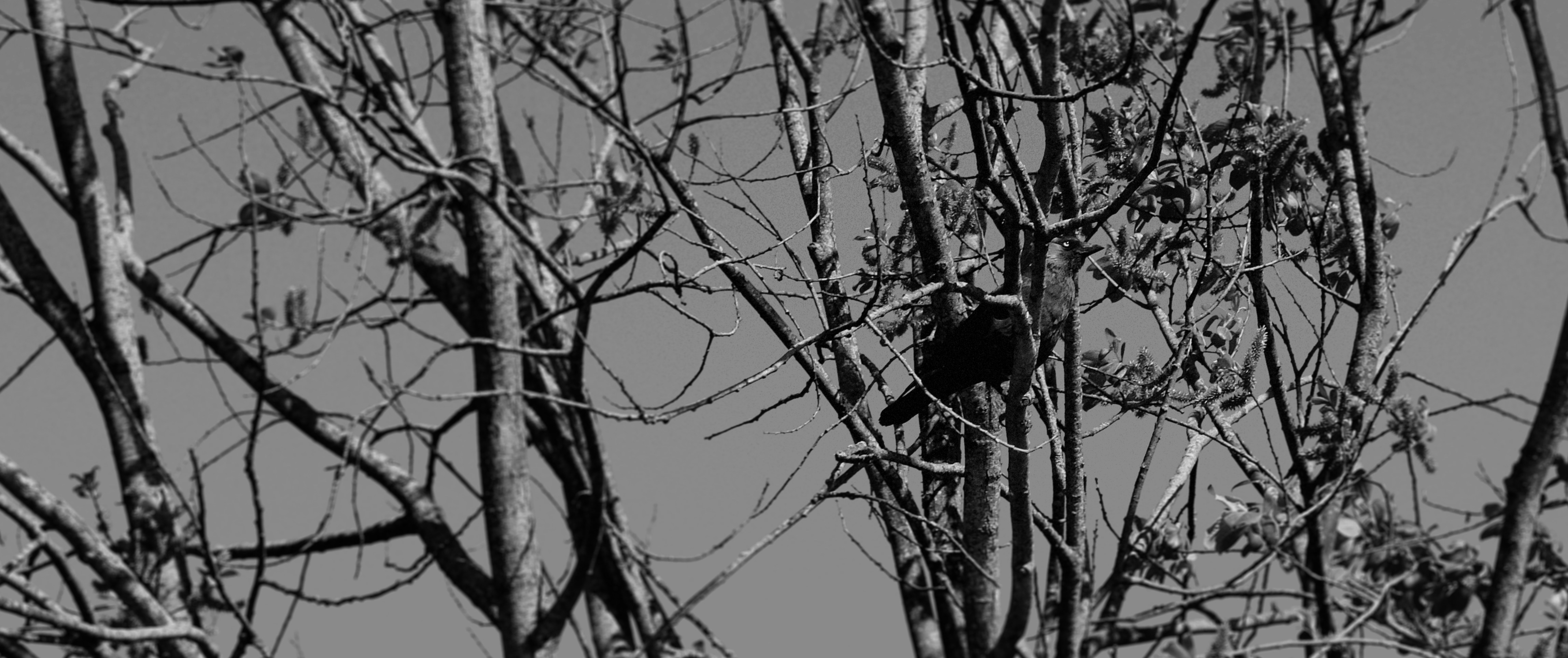 Dark, leafless branches weave a stark silhouette against a muted gray sky, creating an abstract study of negative space and texture.