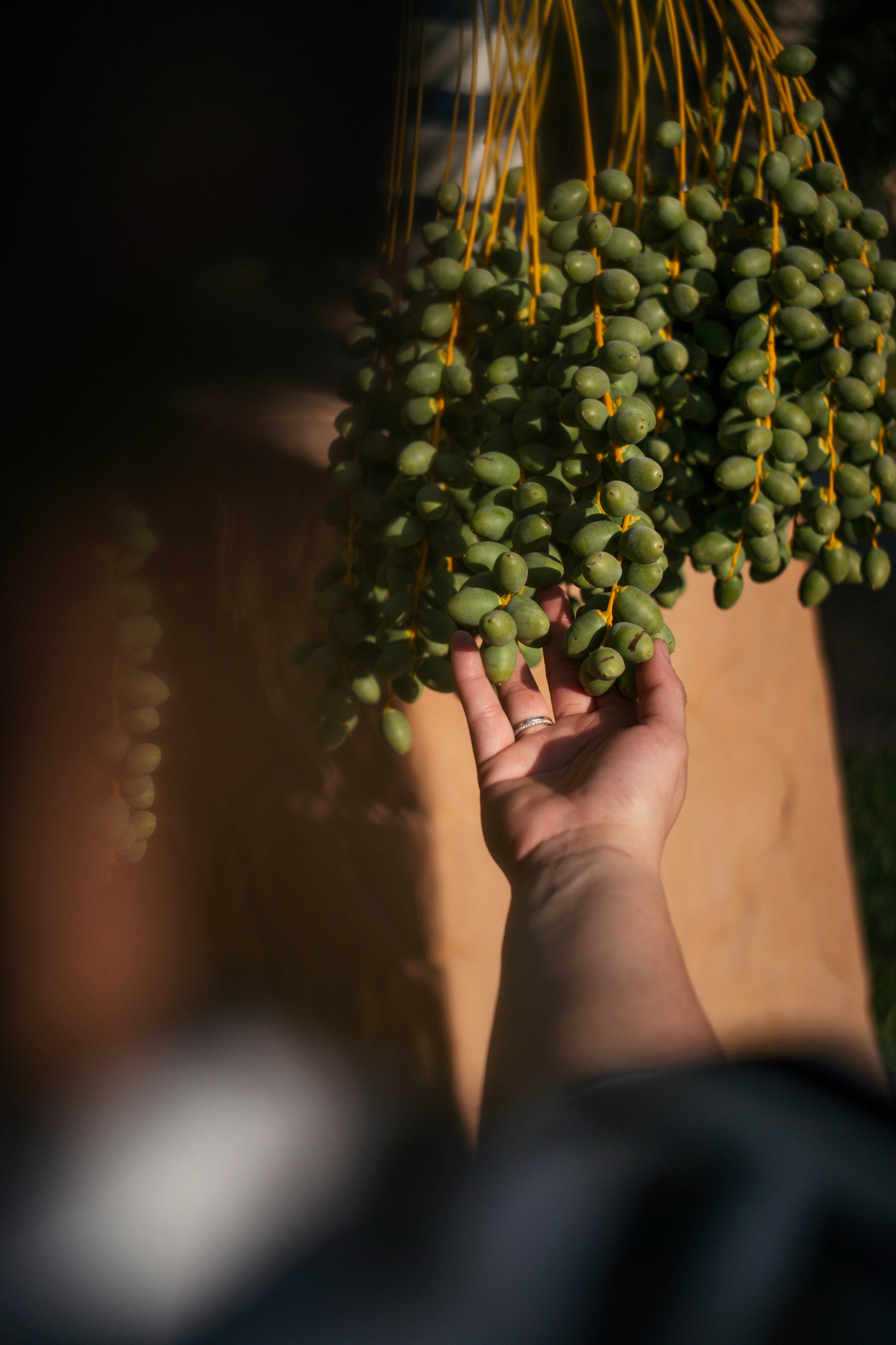 Harvested Green: A Hand Reaches for Clusters Under Dappled Light