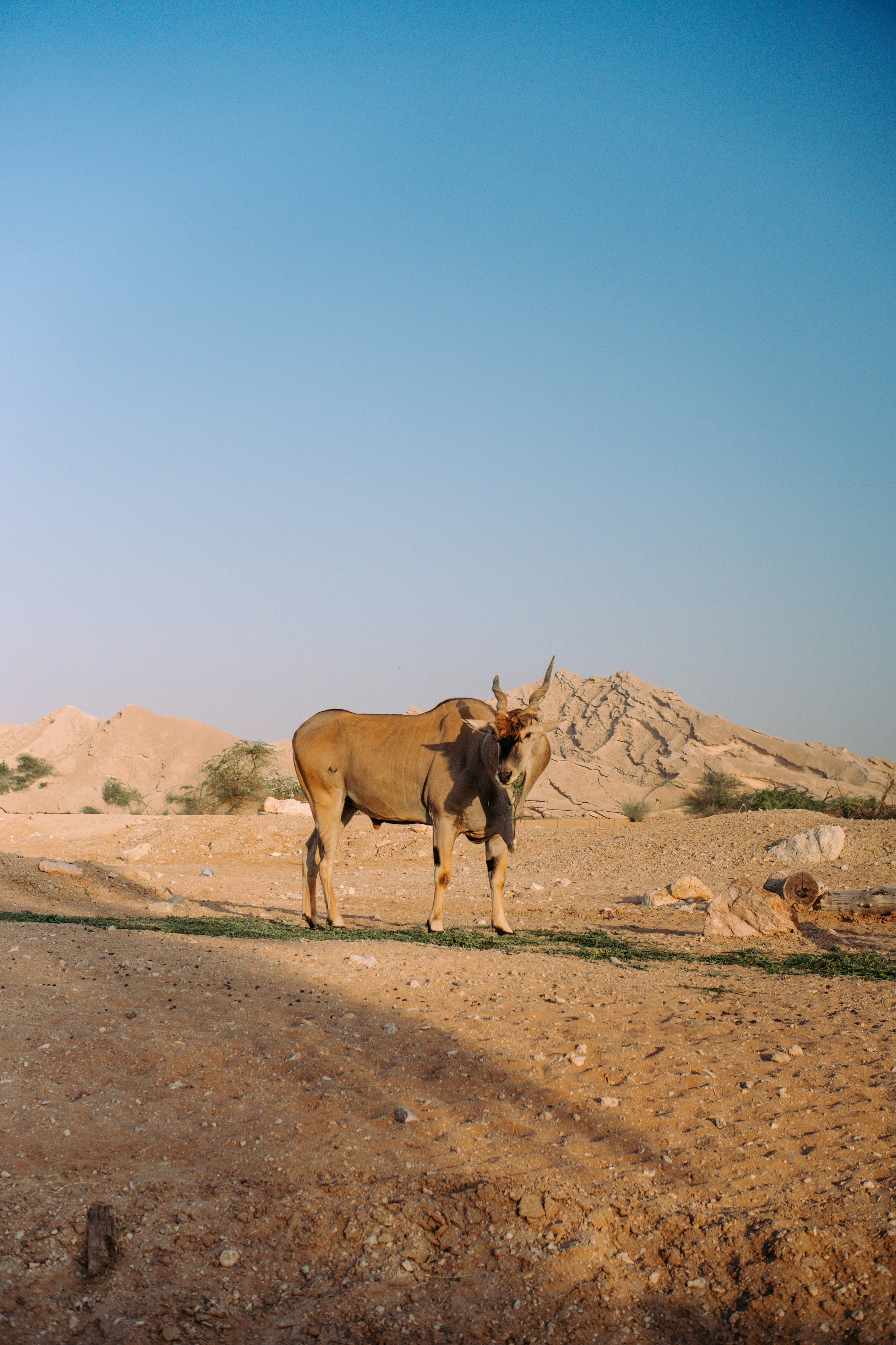 Desert Stalker: An Antelope Stares Down the Horizon