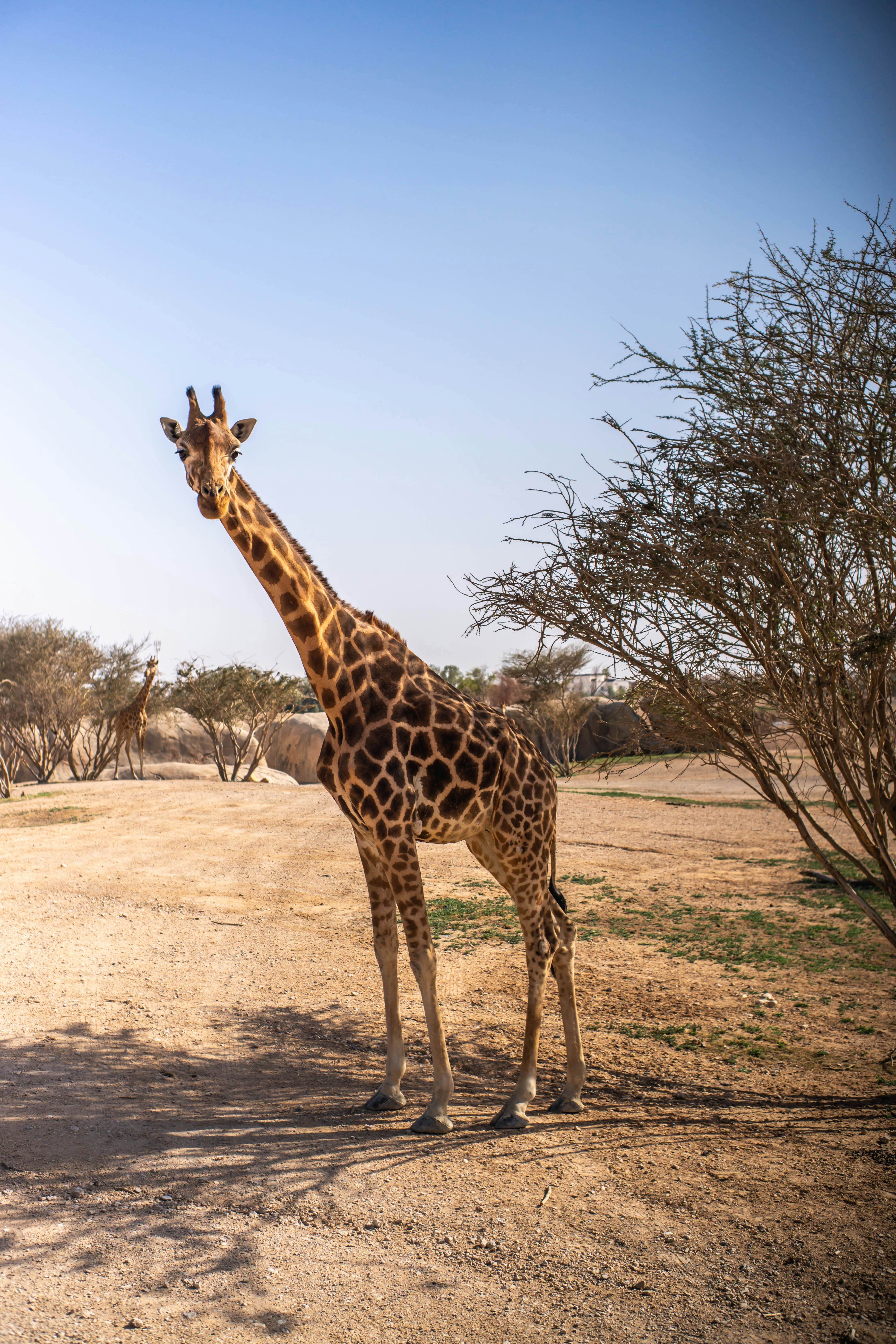 Giraffe Sentinel under a Vast African Sky