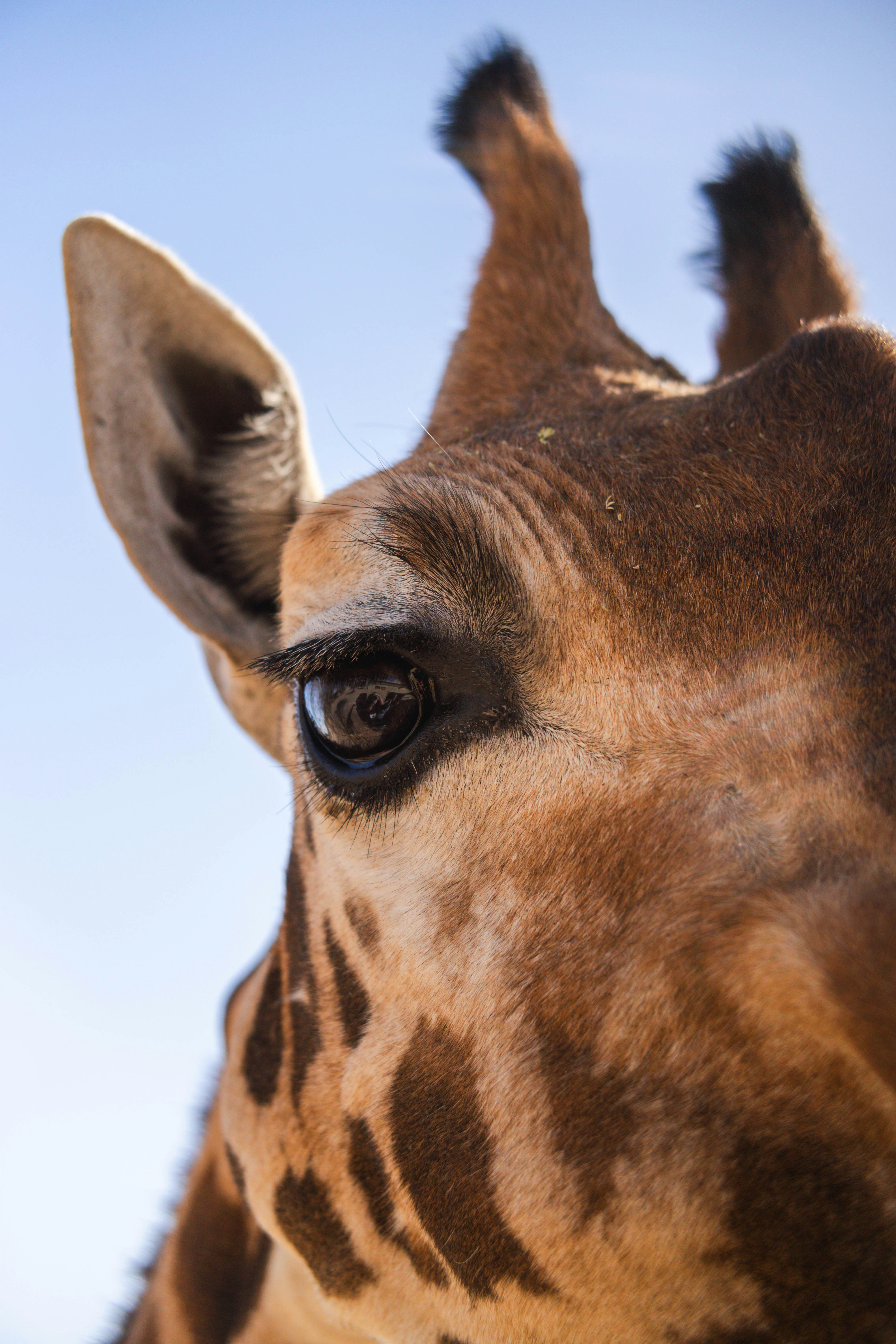 Giraffe Eye in Sharp Focus Under Clear Sky