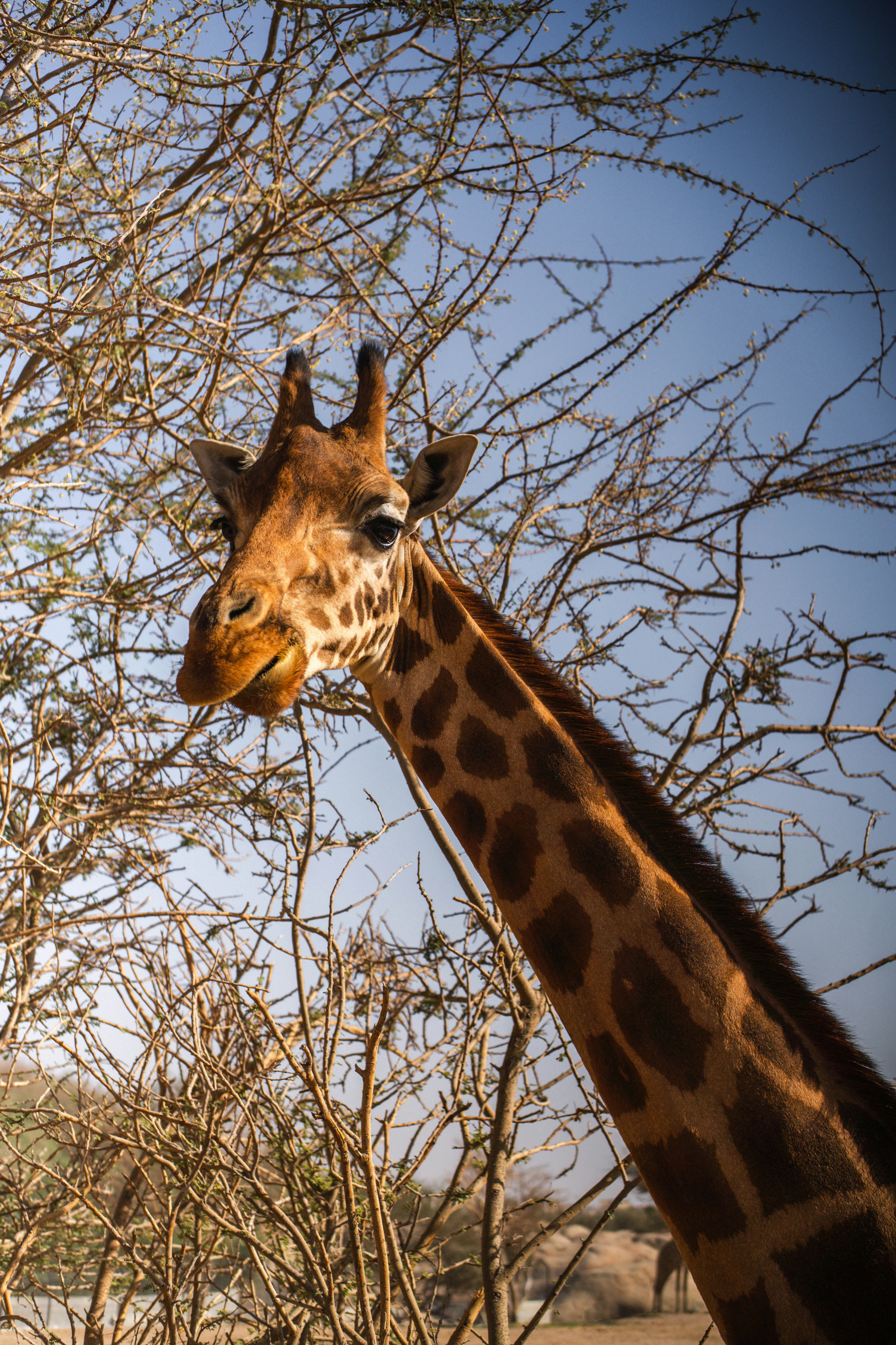 Giraffe Pivot: A Long-Neck Portrait Under Thorny Canopy
