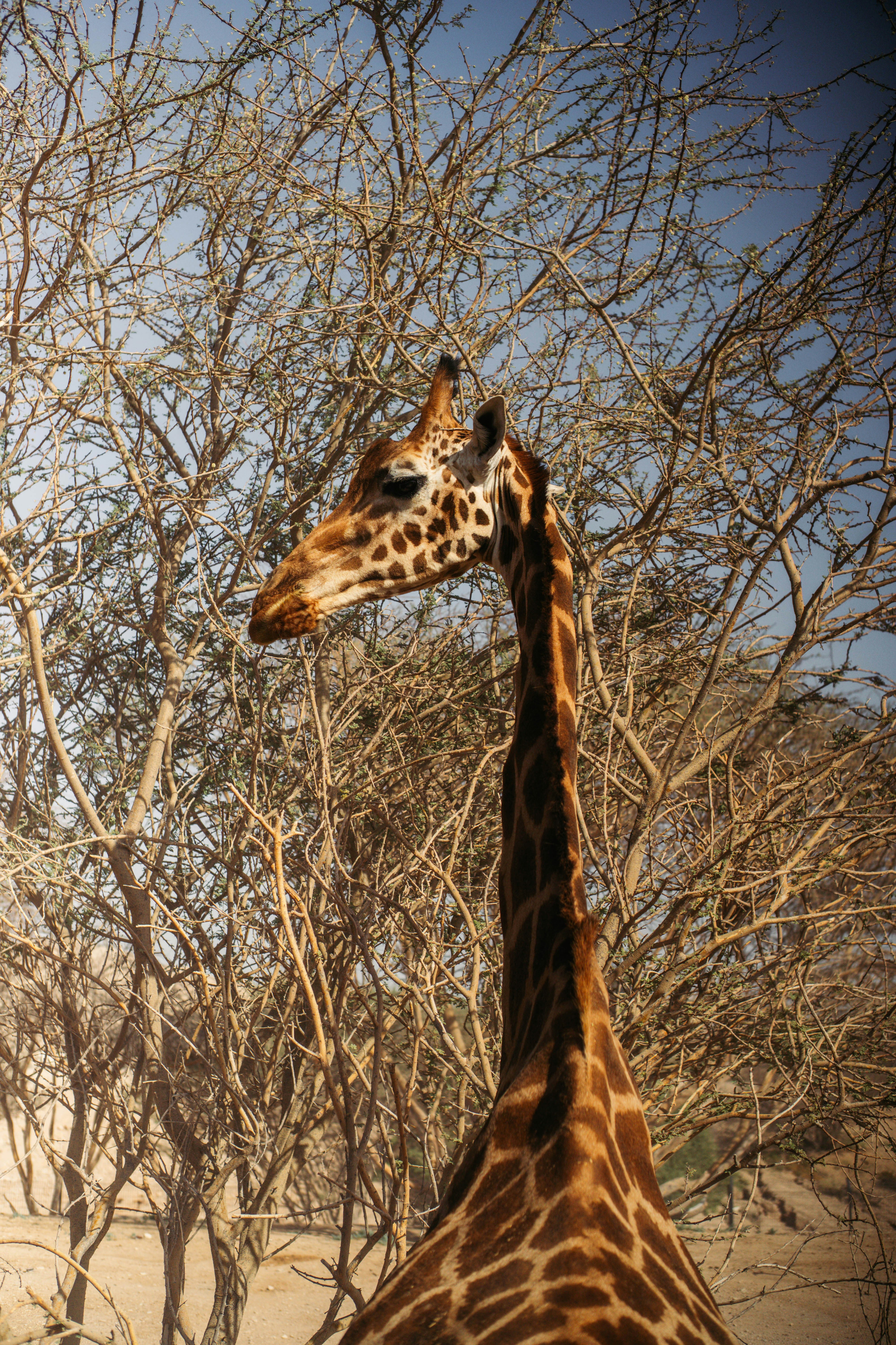 Giraffe in Desert Brush: A Portrait Amid Bare Trees