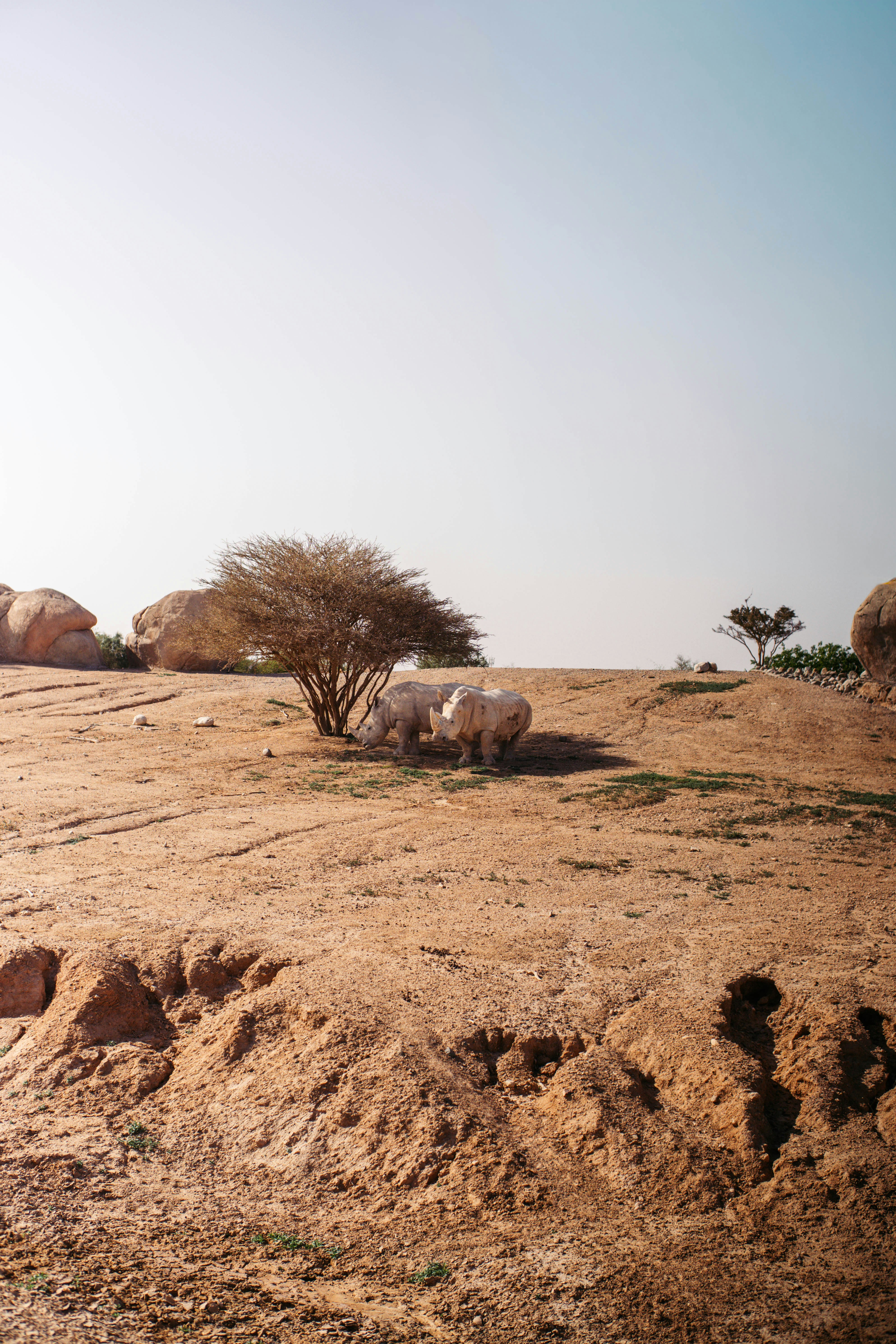 Lonely Tree and Grazing Cattle Amid Arid Horizon