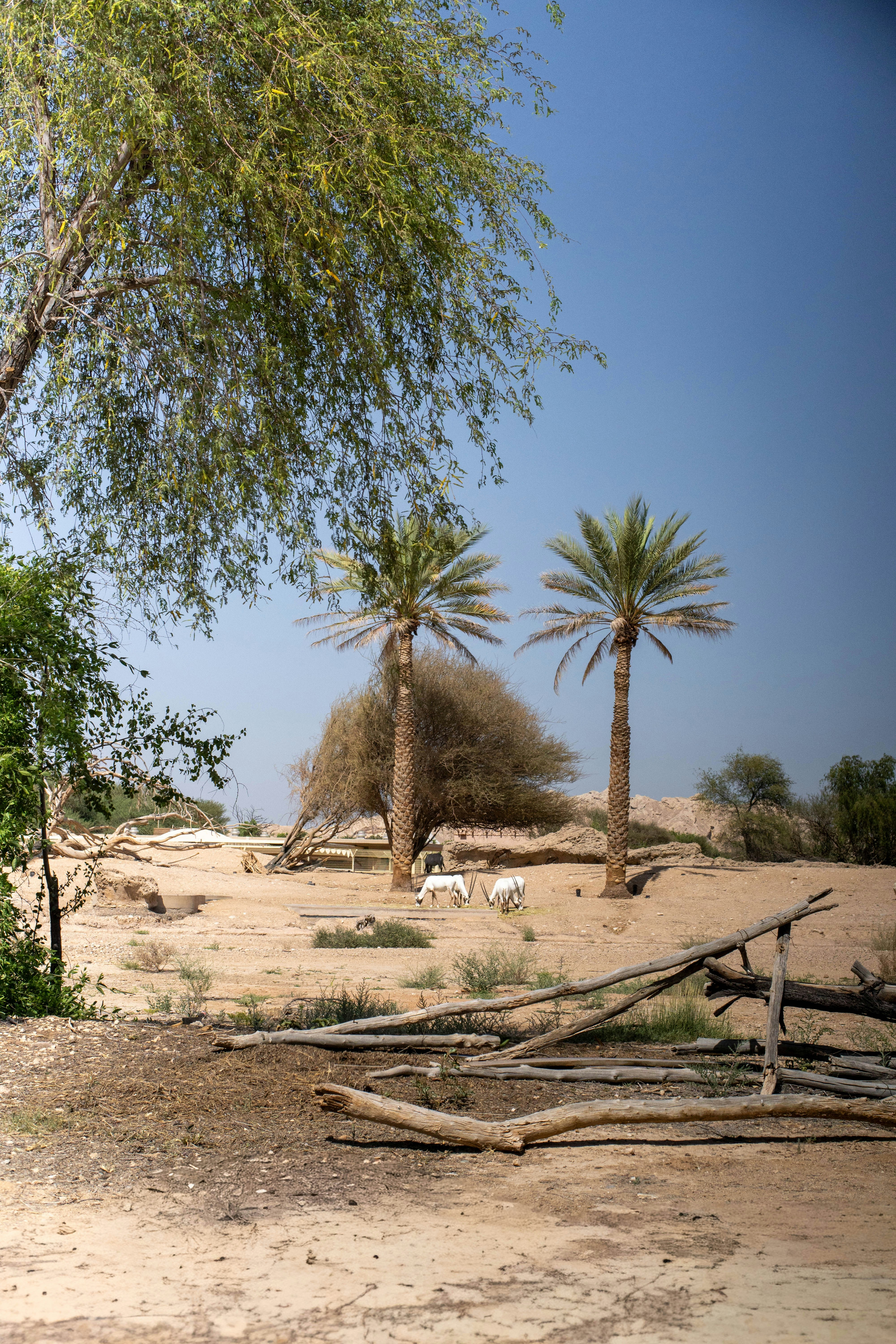 Desert Courtyard with Palms and Fenced Dunes