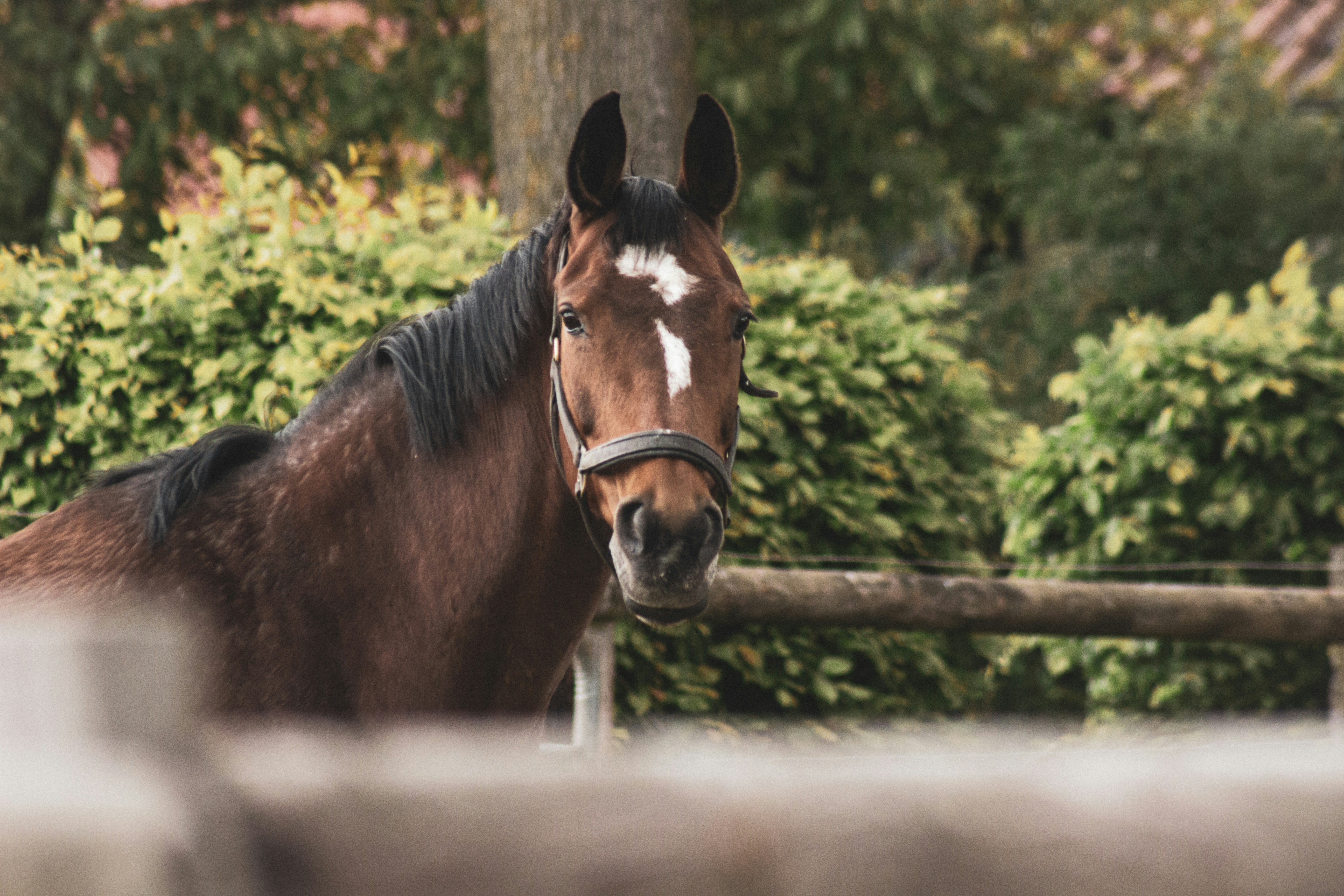 Portrait of a Curious Horse Peering Over the Fence