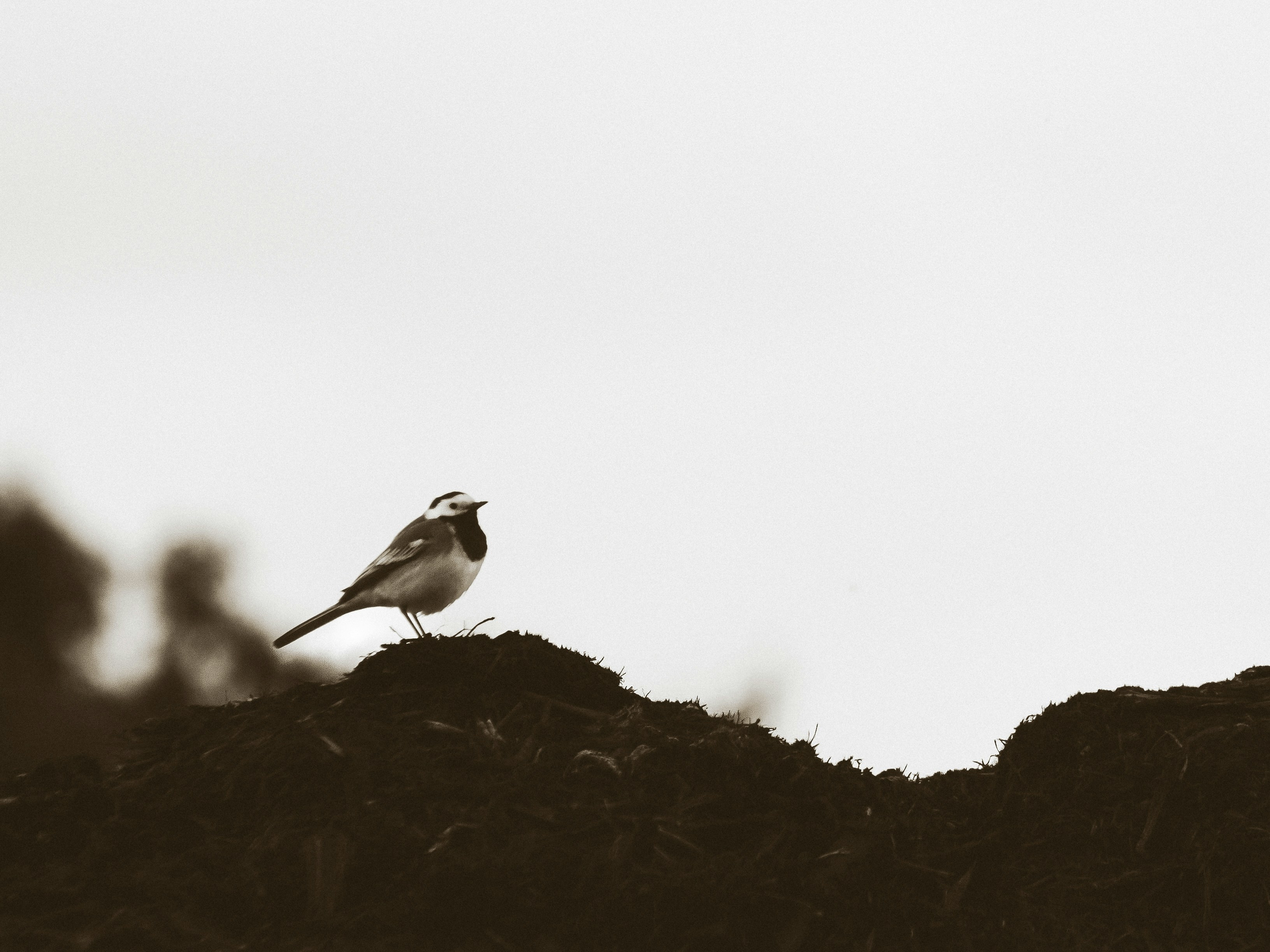 A Solo Wren on a Dune Crest at Dusk