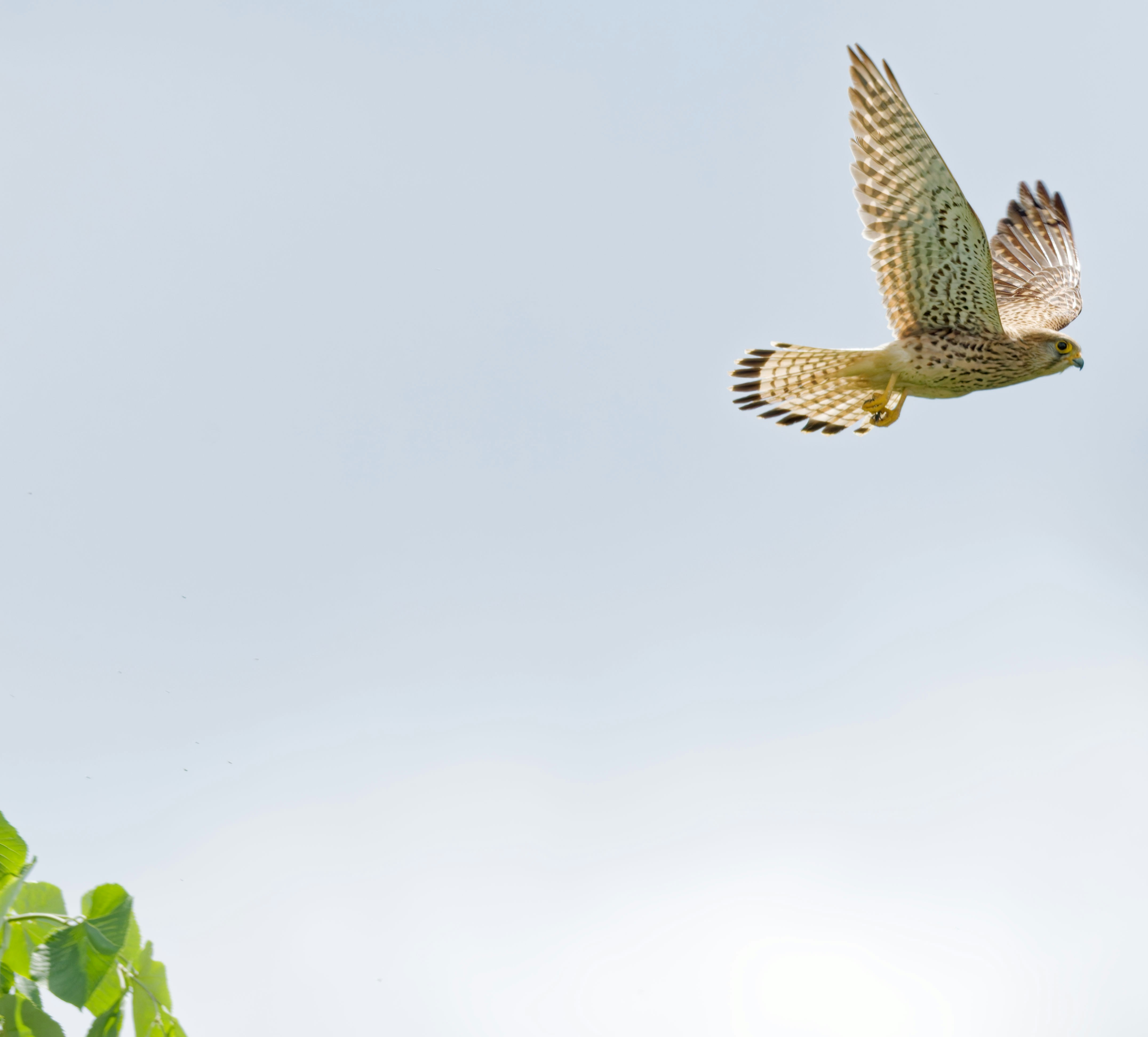 Wings Across the Blue: Falcon in Free Flight