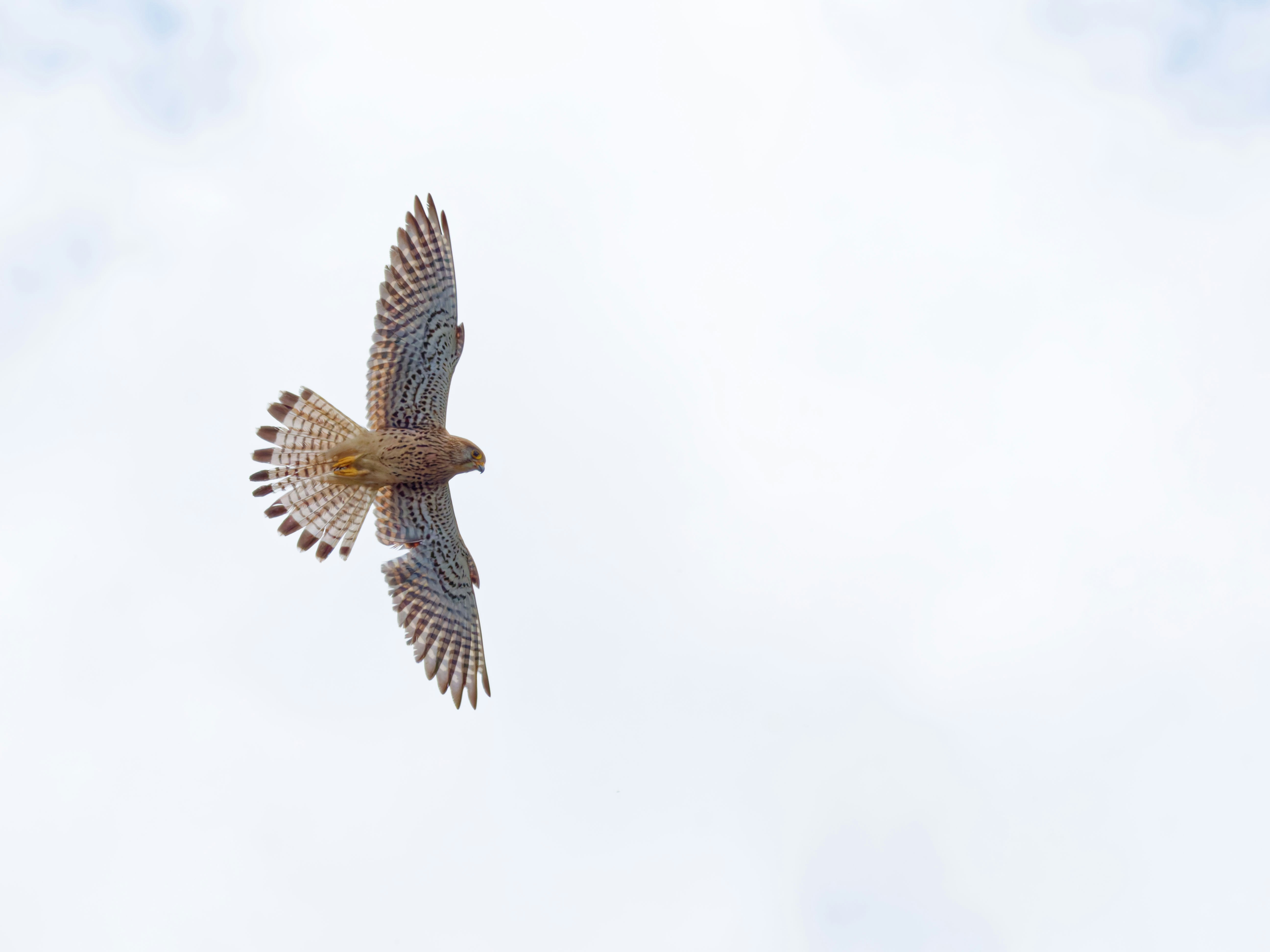 Mid-Sky Hunter: Red-tailed Hawk in Free Flight