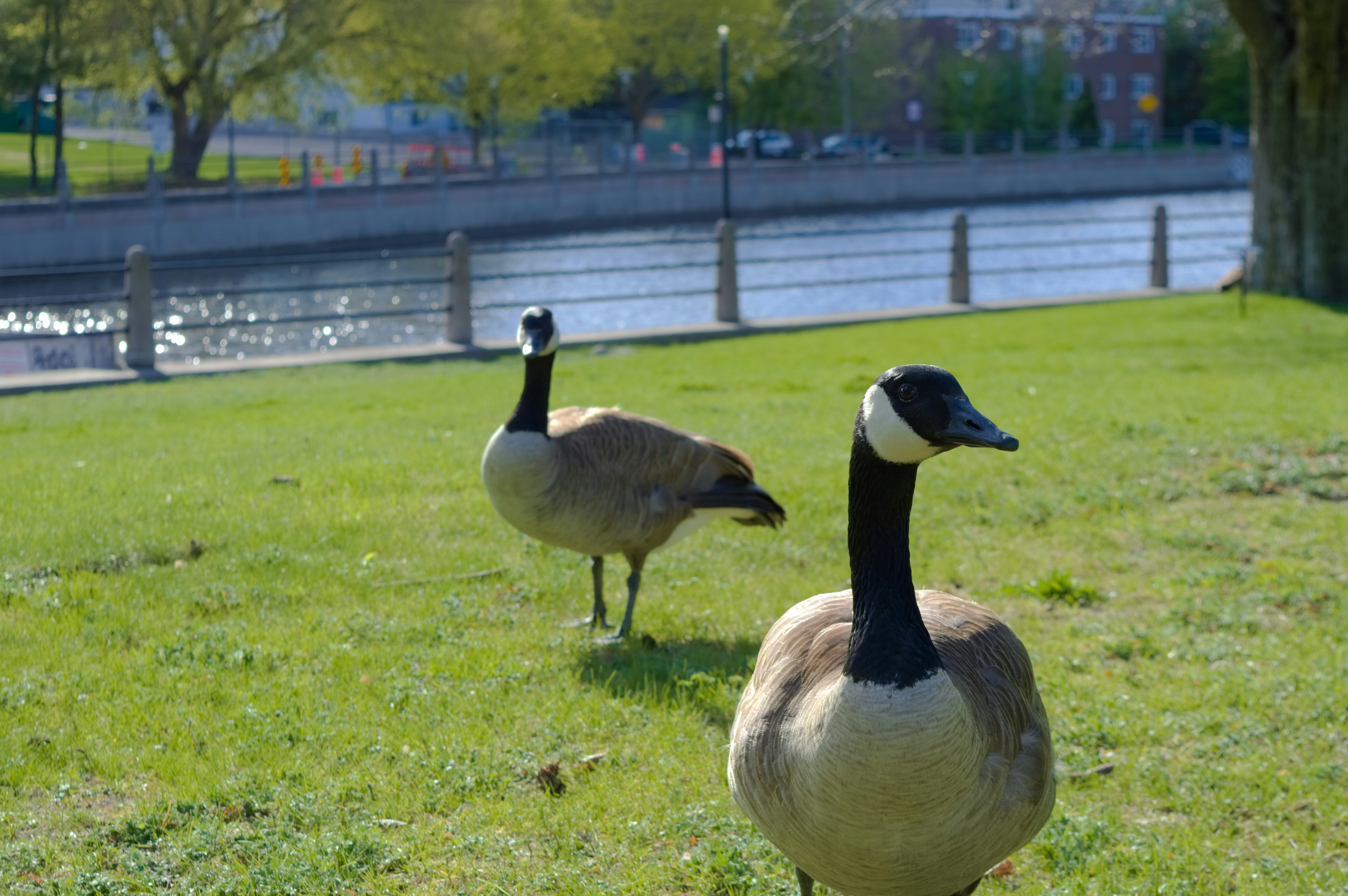 Two Canada Geese Overlooking a Riverside Park
