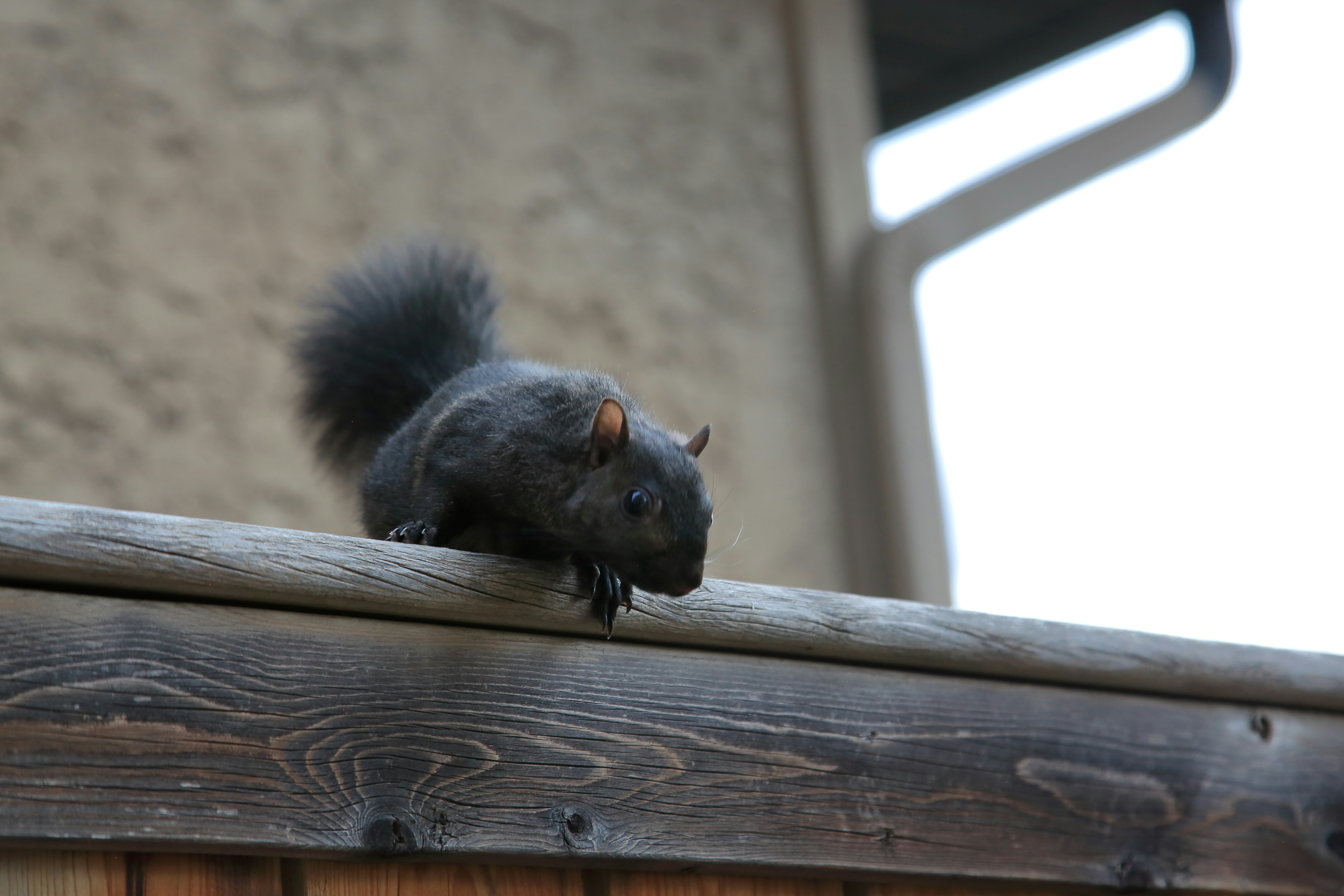 Squirrel on a Weathered Wooden Fence