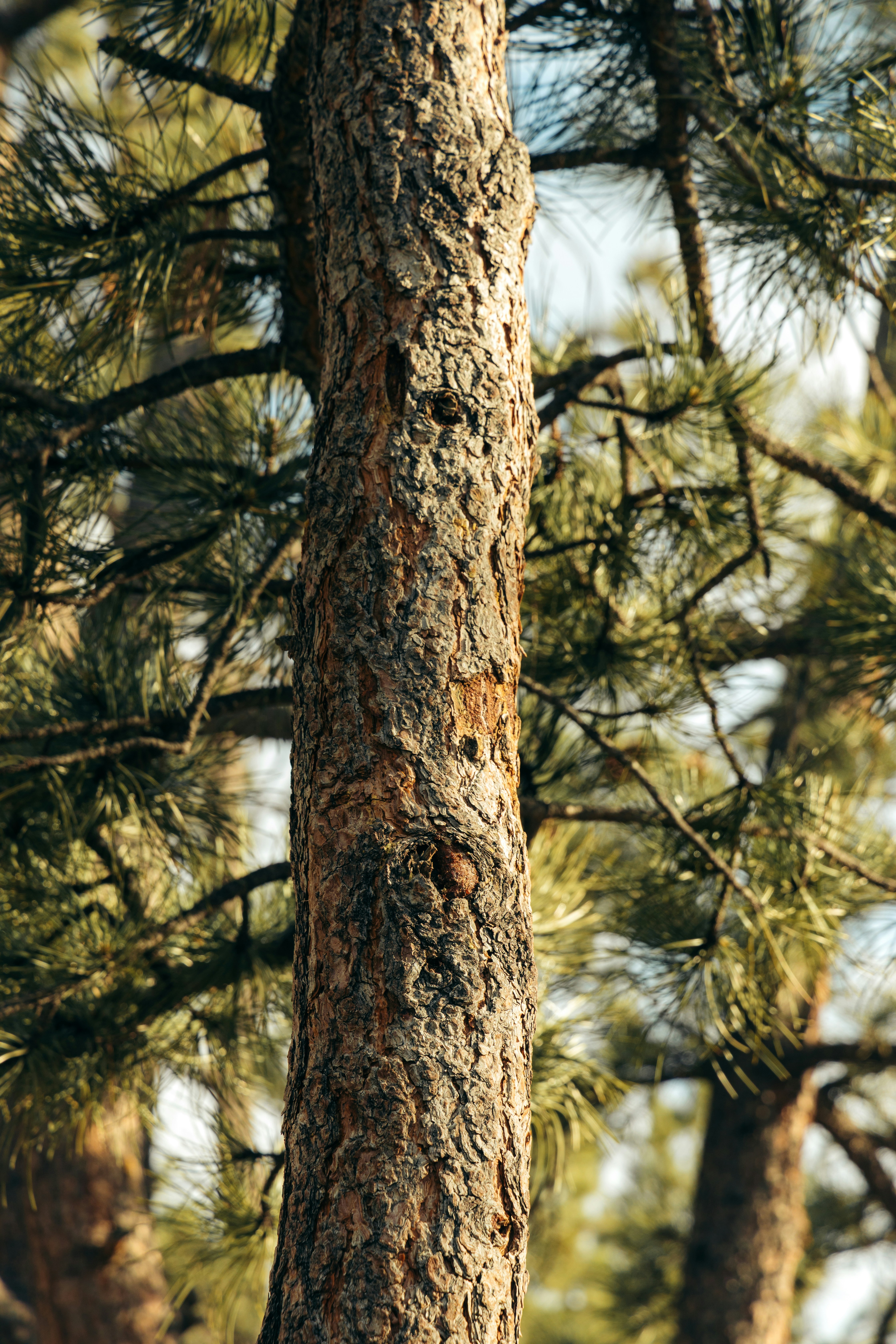 Central Bark: A Pine Trunk Dominates the Frame