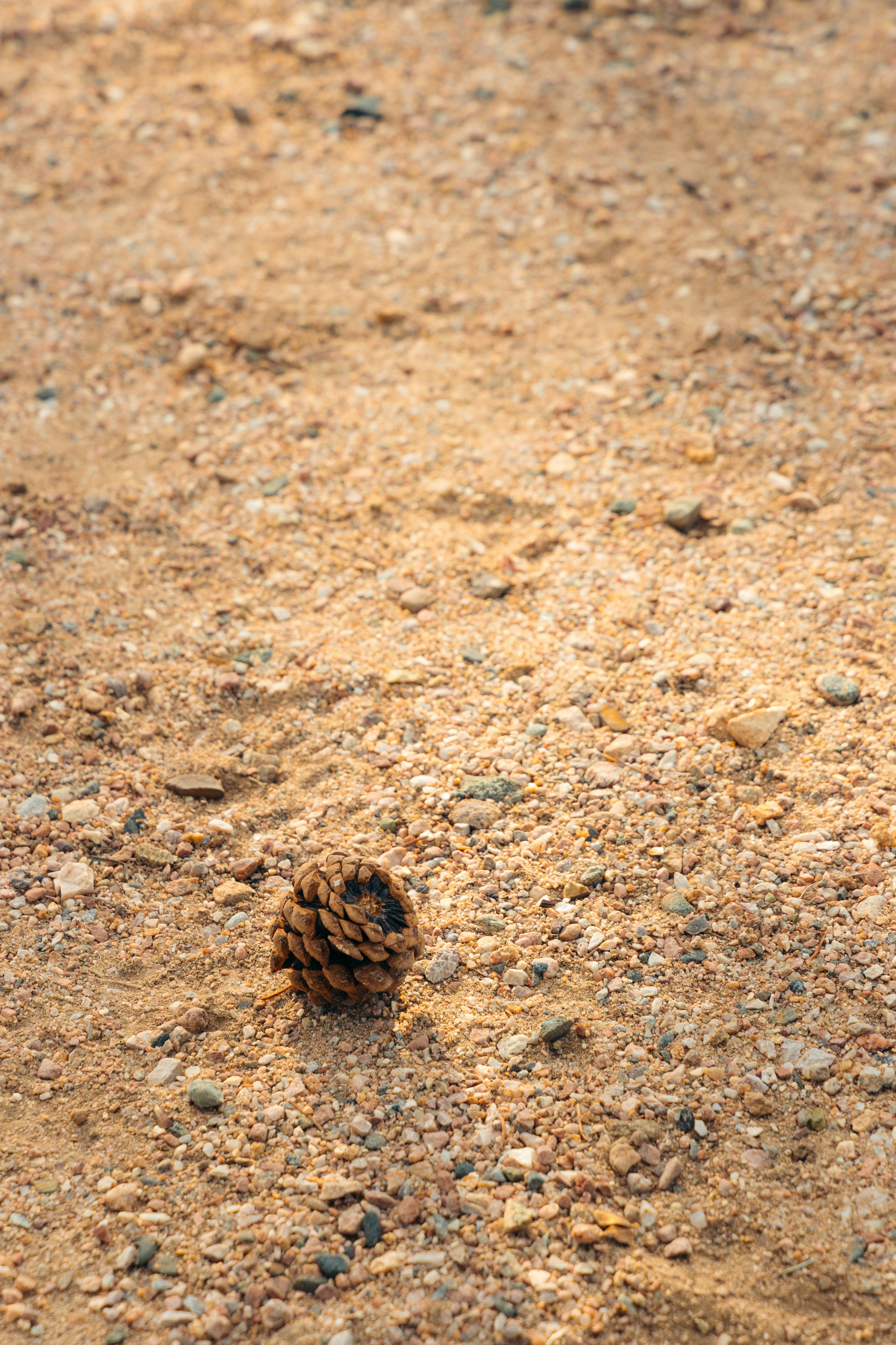 Pinecone on Rough Terrain: A Quiet Moment of Texture