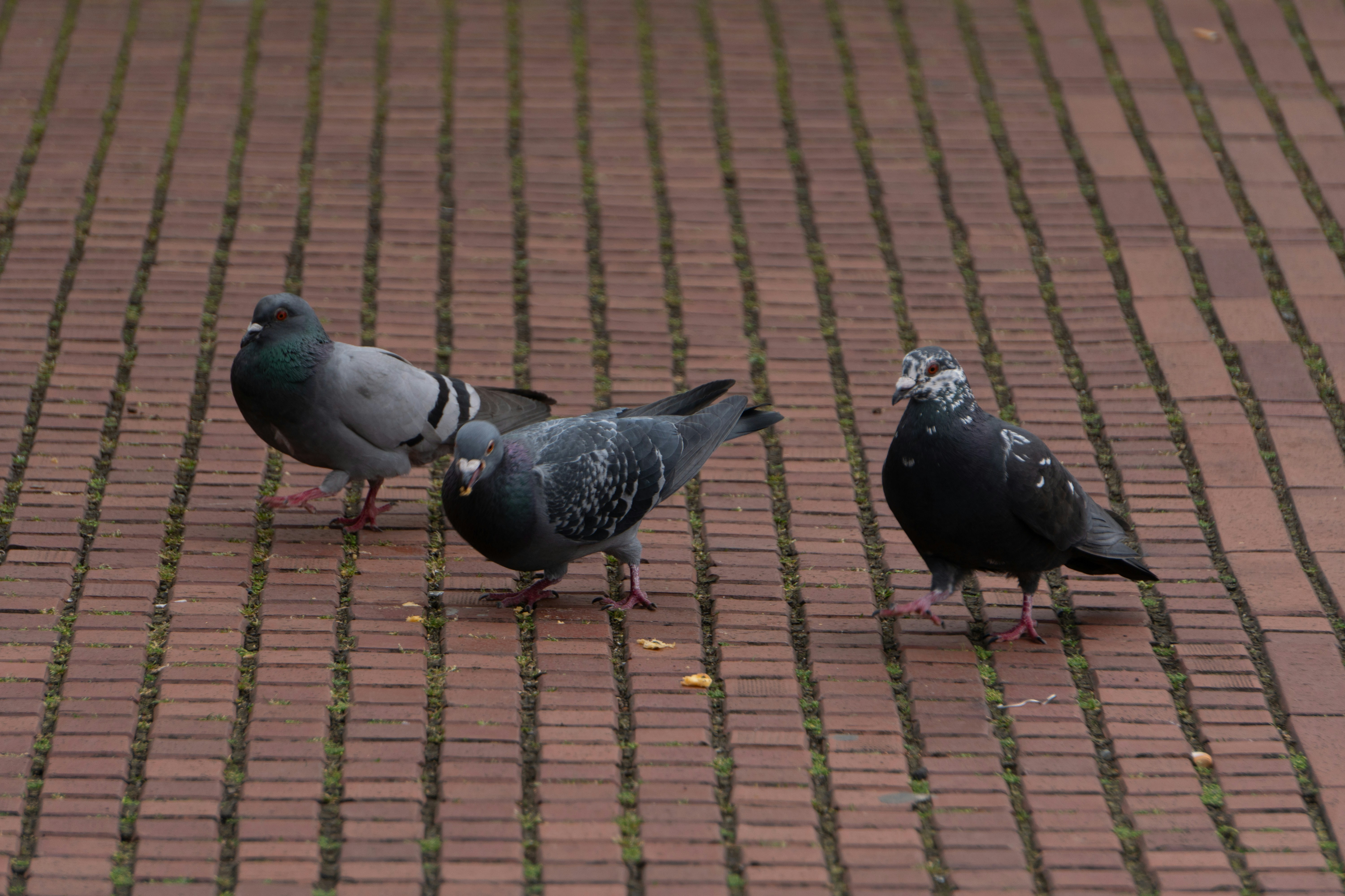 Three Pigeons on a Brick Path