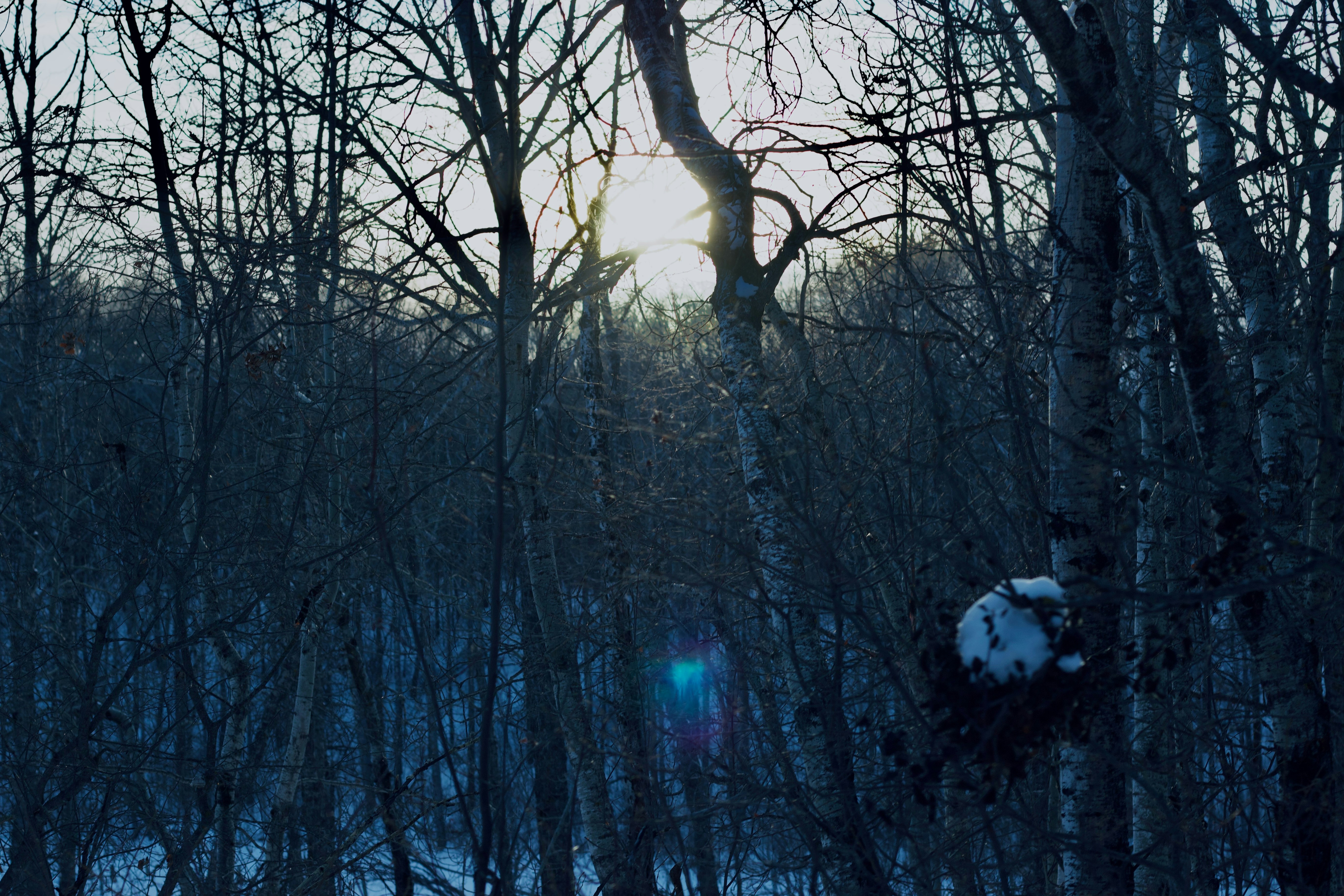 Winter Sundown: Bare Branches Reach Toward the Last Light