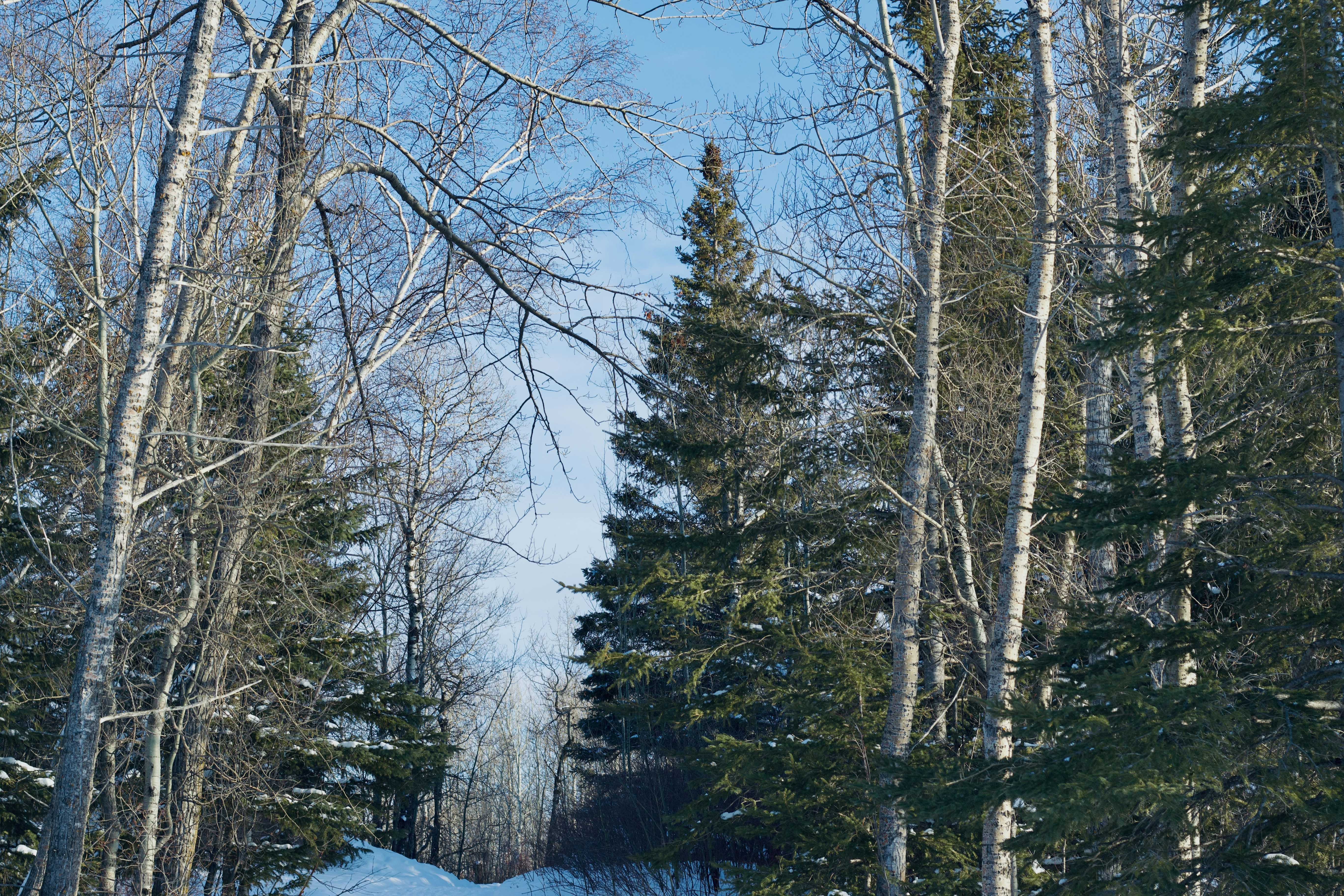 Quiet Blue Winter Gap Through the Pines