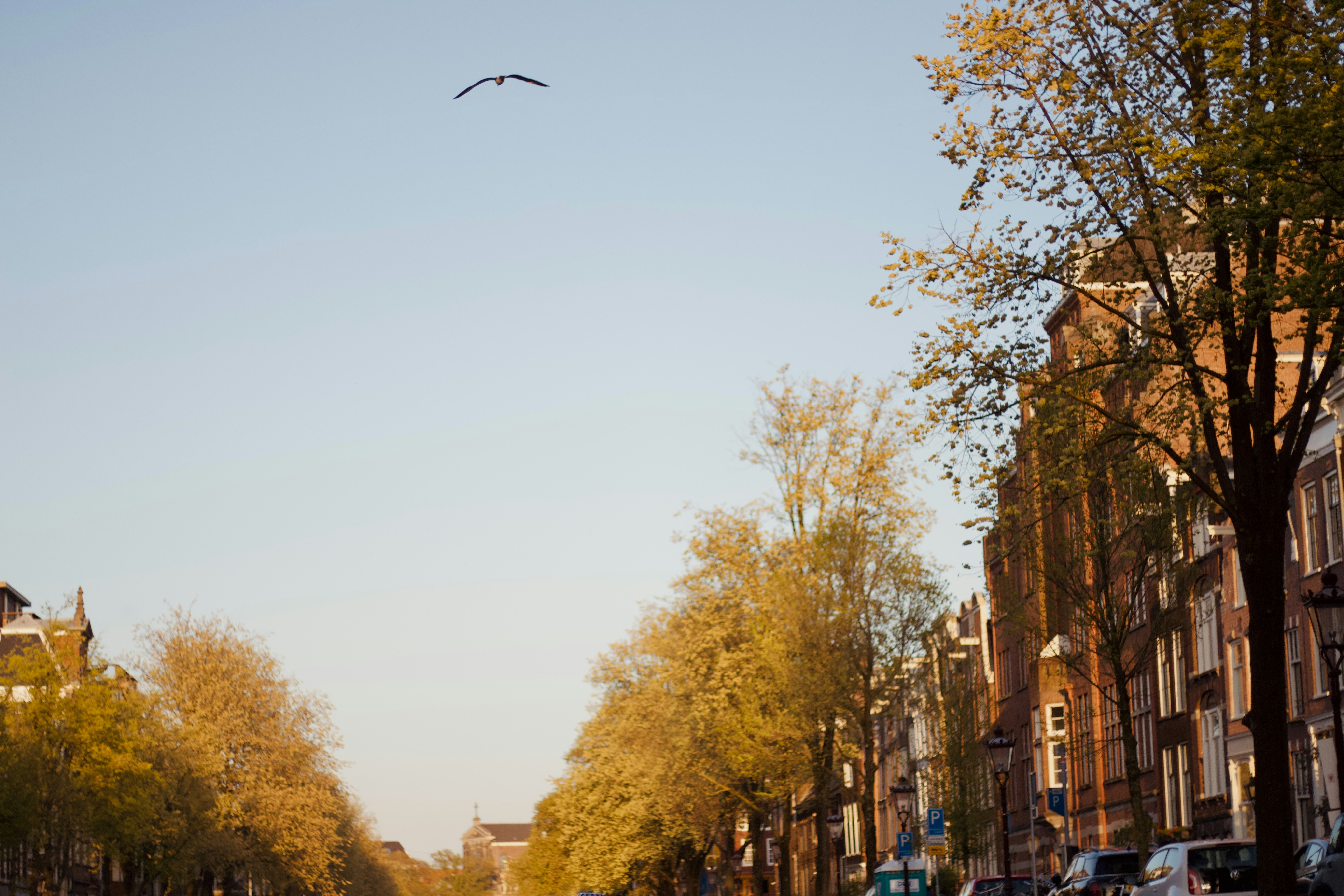 Golden Boulevard: Autumn Light Along a Quiet City Street
