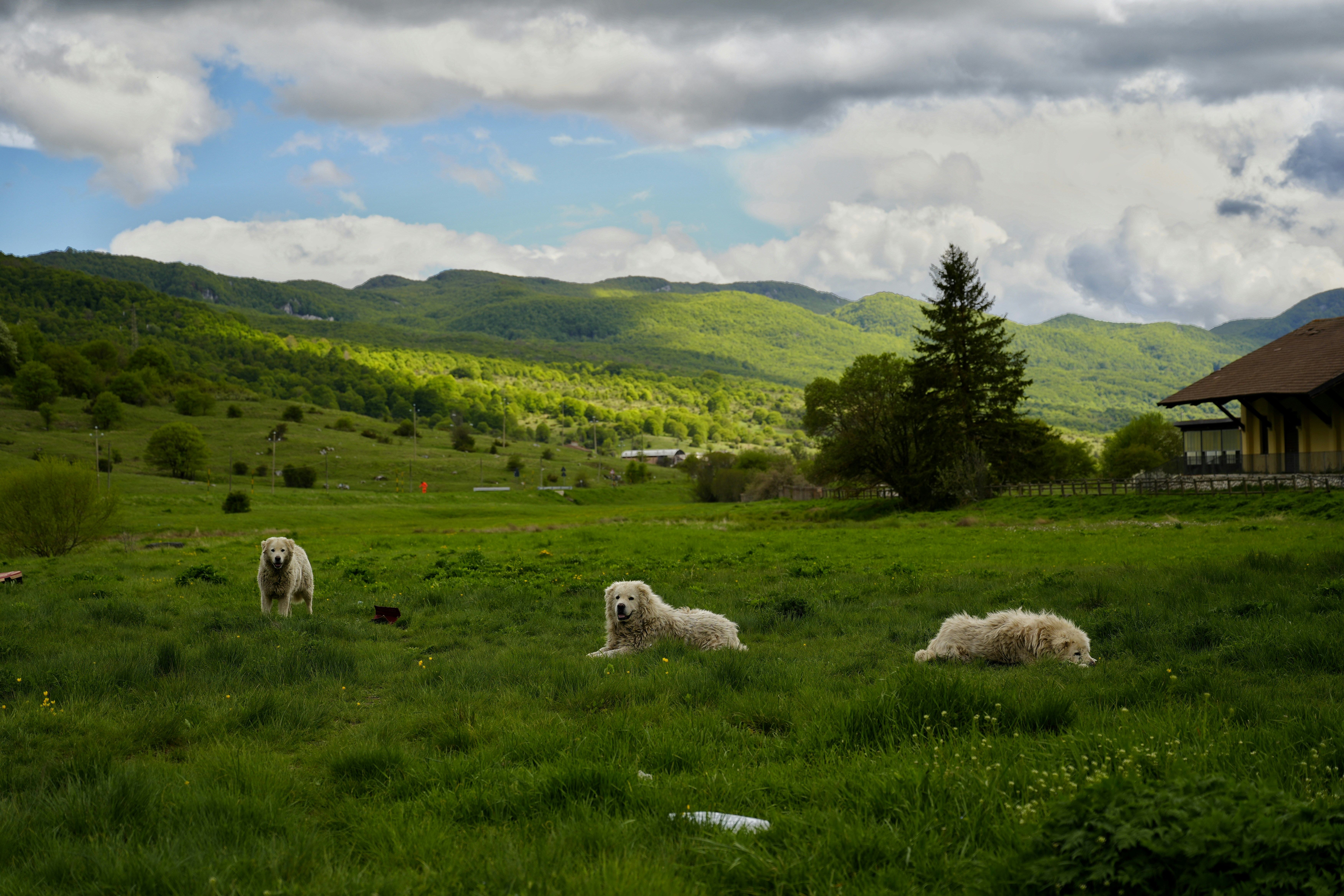 Pasture Vigil: A Trio of Sheep in a Spring Green Valley