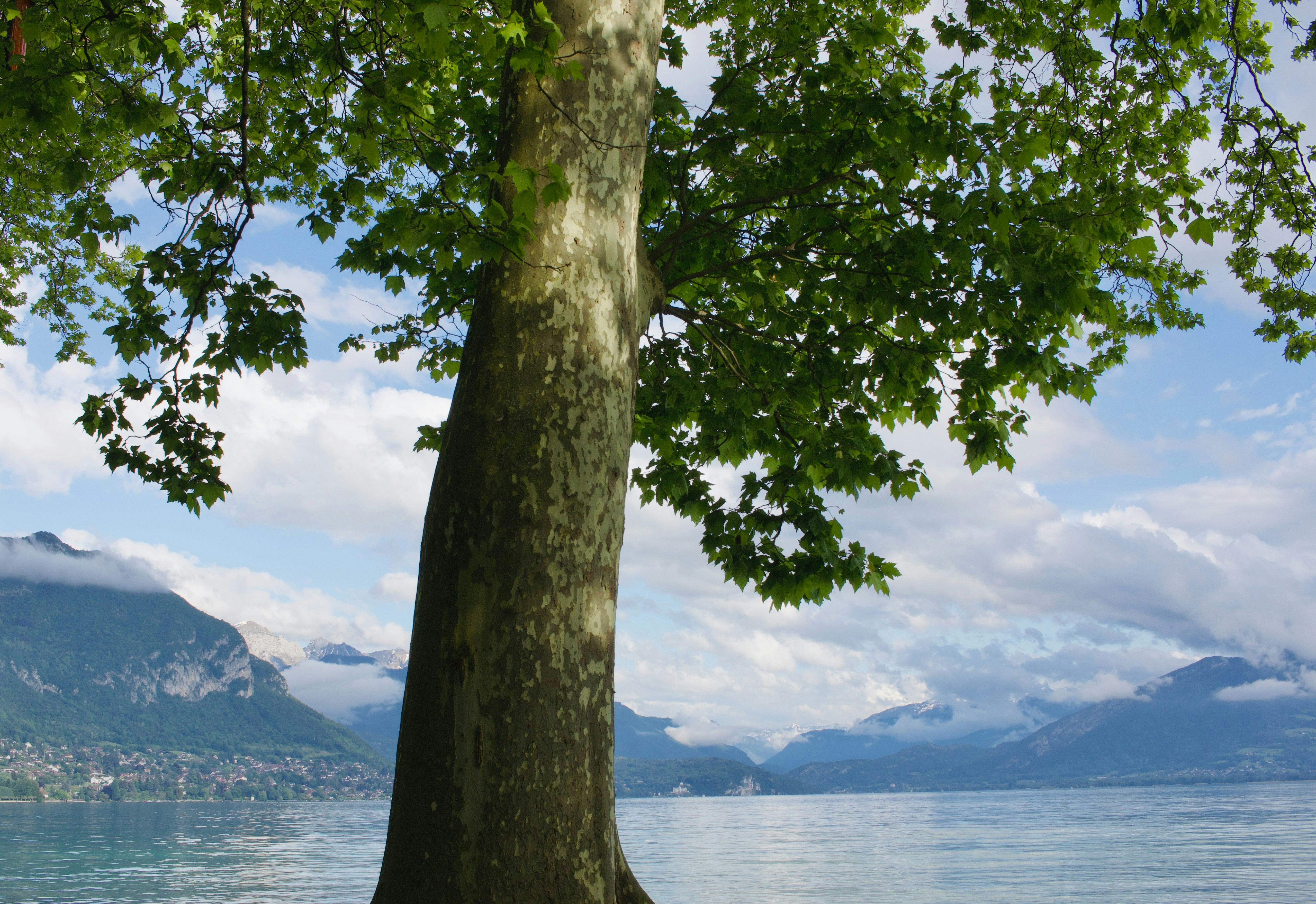Tree Crown Over Lake and Aligned Mountains