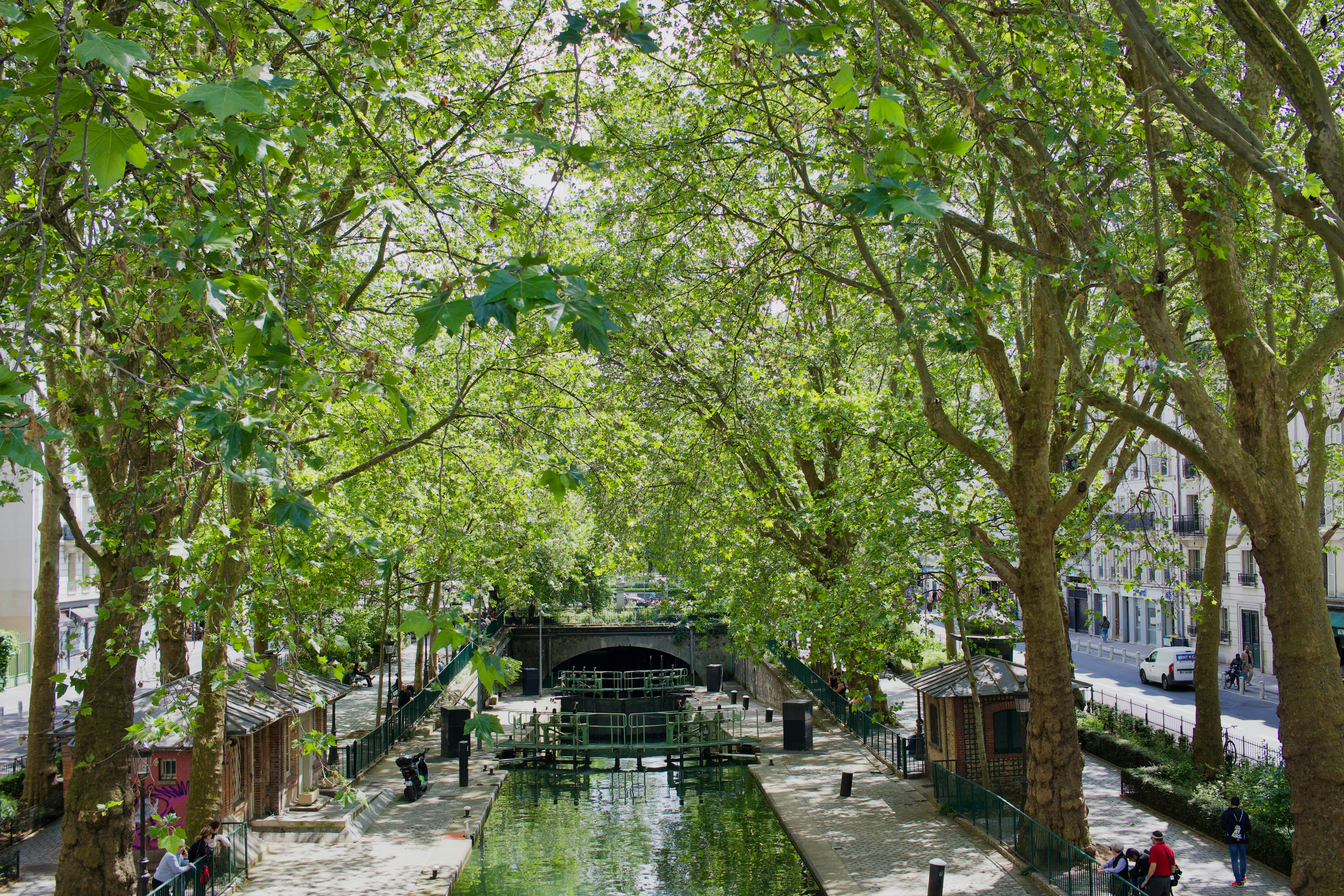 Canopy Cathedral: A Tree-Lined Urban Oasis Framing a Placid Reflective Pool