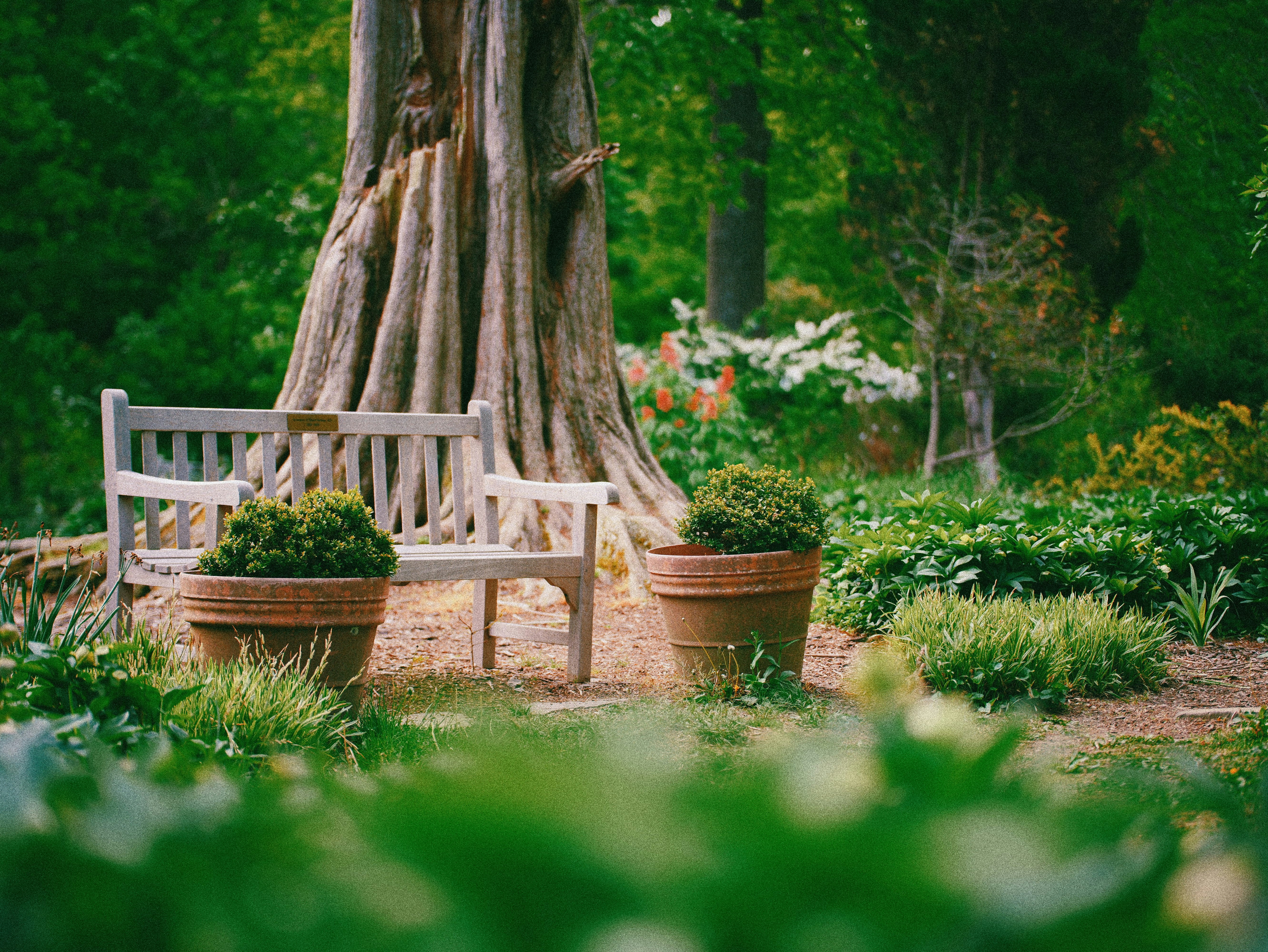 Quiet Respite: A Wooden Bench Beneath a Wise Old Tree