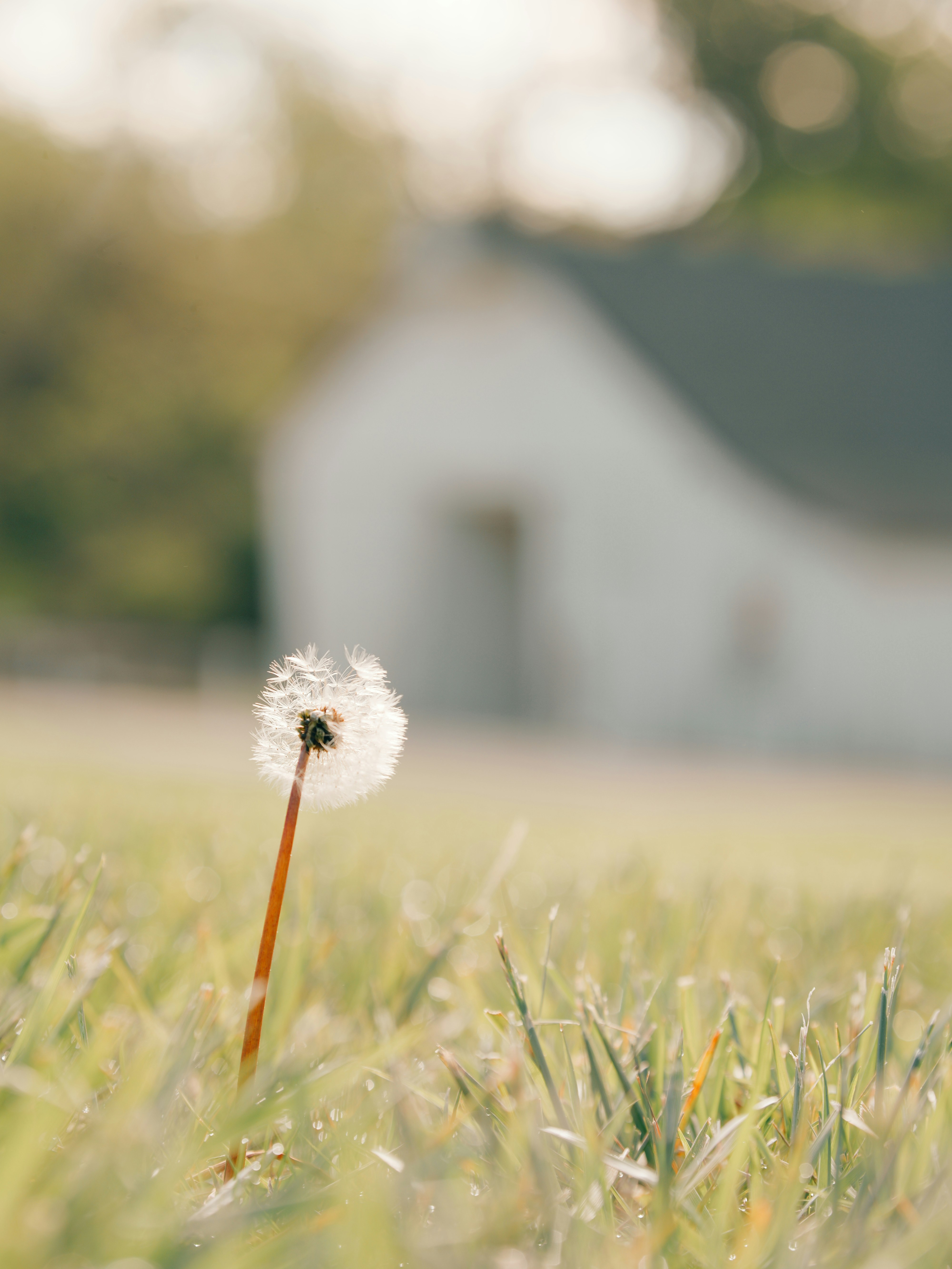 Dandelion Sentinel in a Sunlit Field