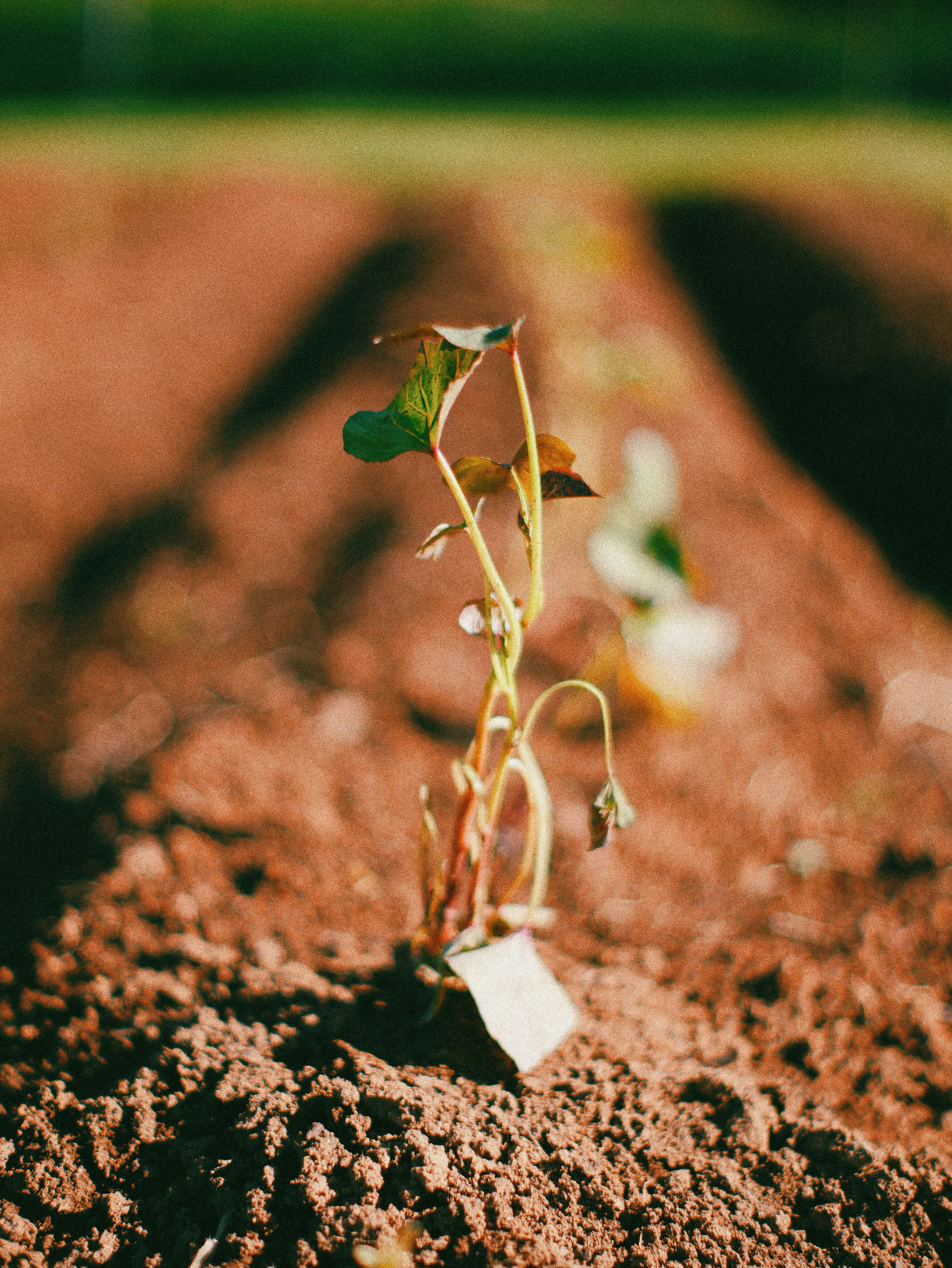 A Resilient Seedling Reaches for Light