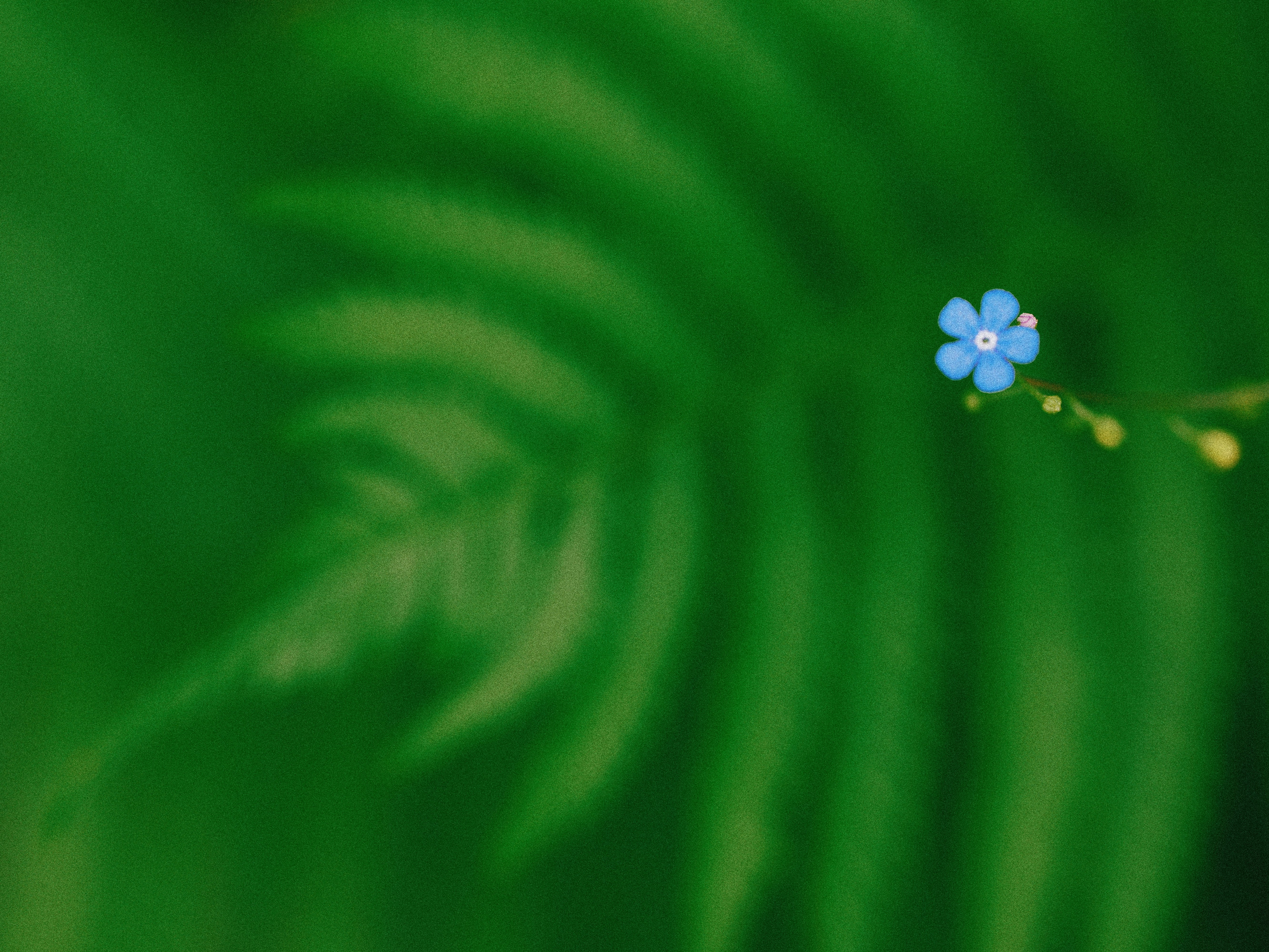 A Tiny Blue Bloom in a Sea of Green