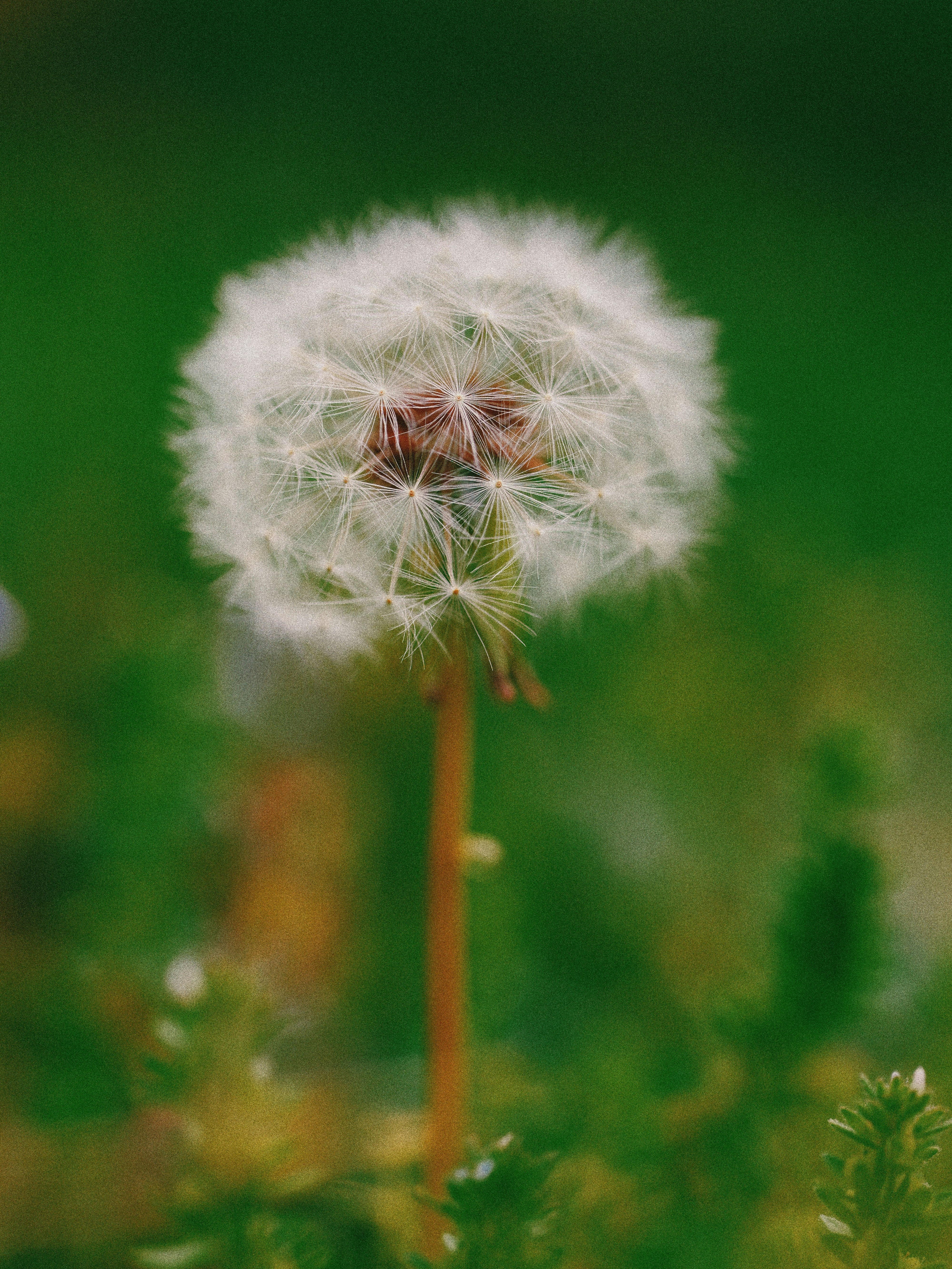 Dandelion Crown: Delicate Seed Head in Soft Spring Light