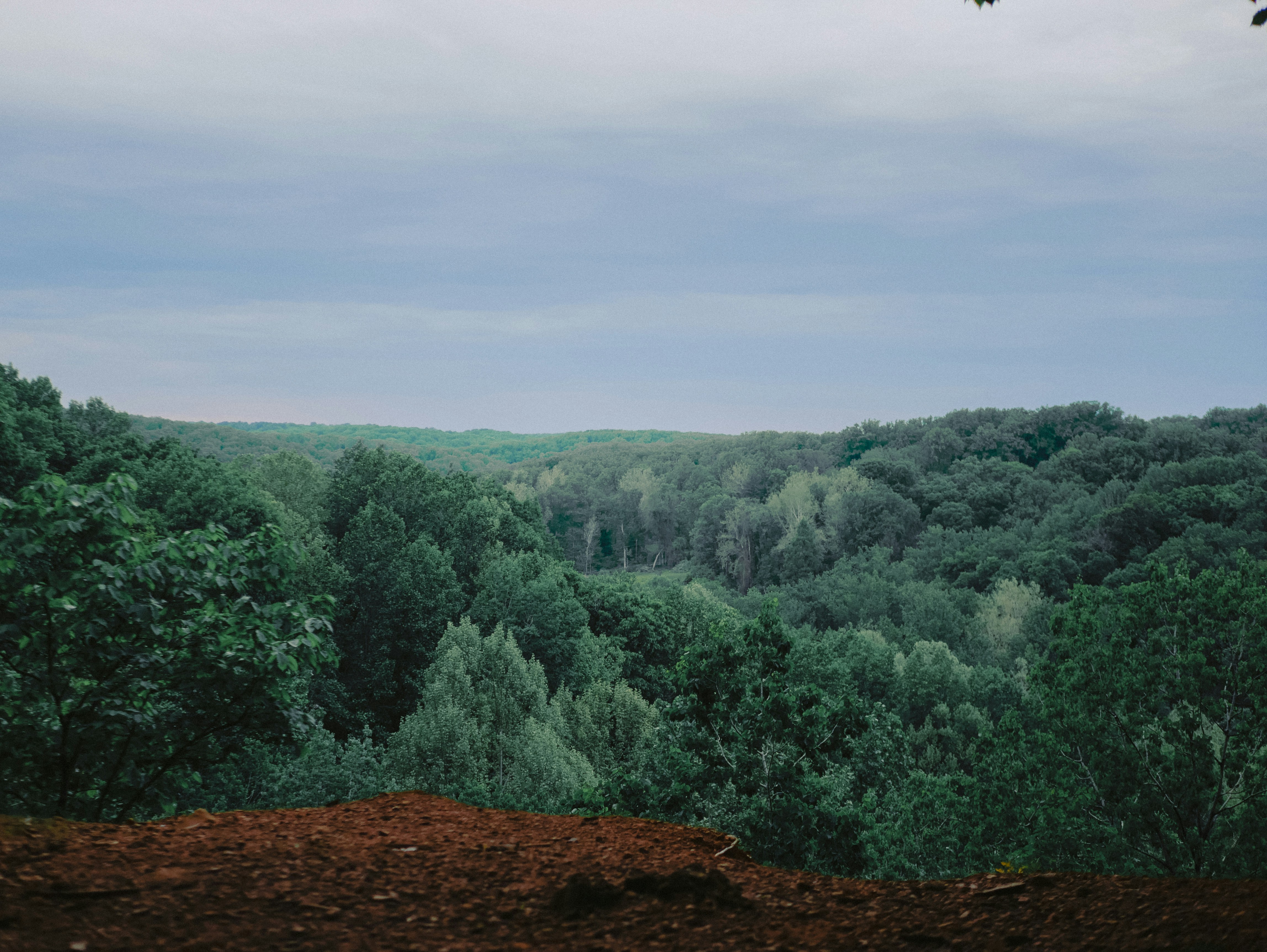Misty Green Horizon: A Quiet Forest Plain From a Foreground Ridge