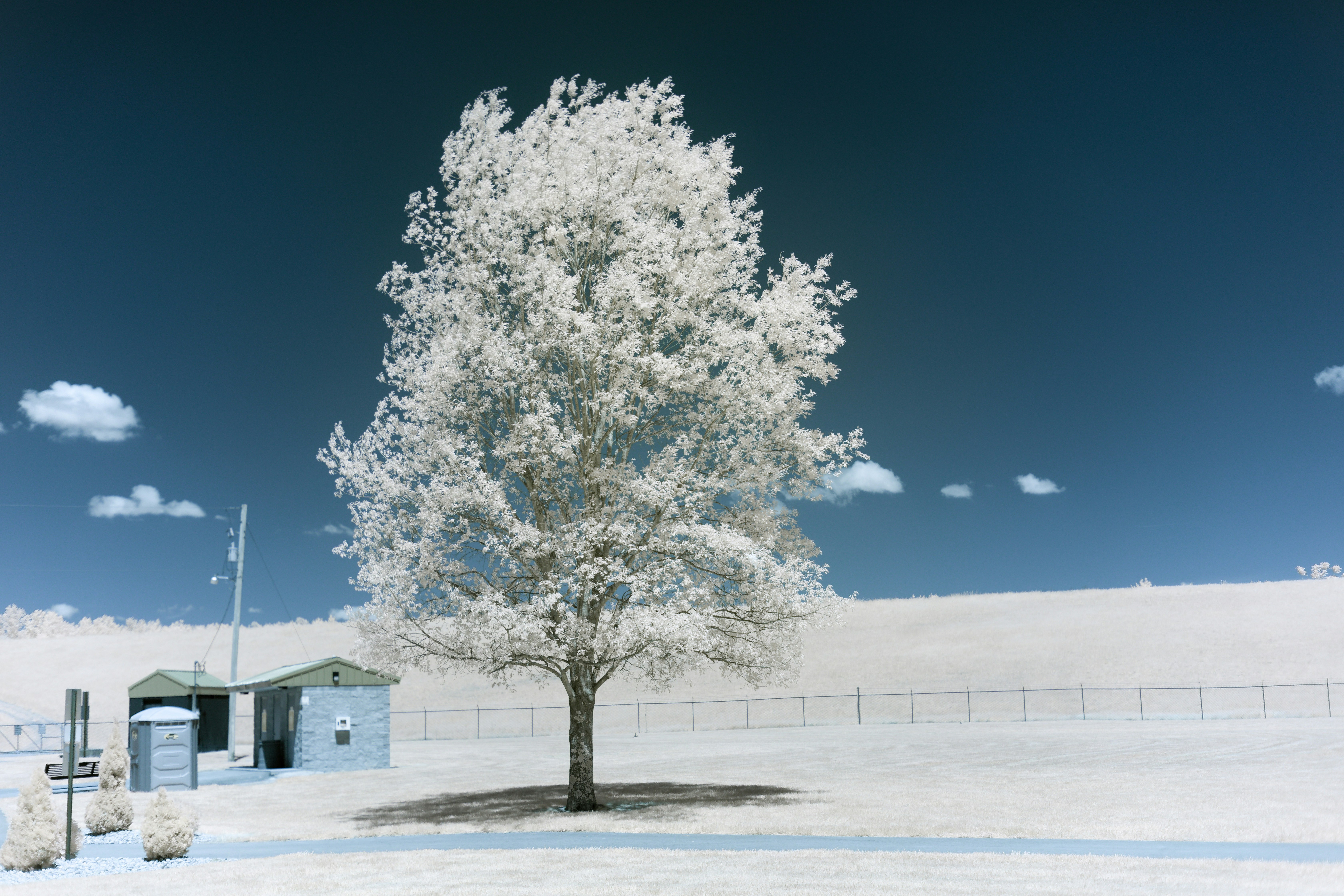  lone tree in a snowy landscape under a deep blue sky