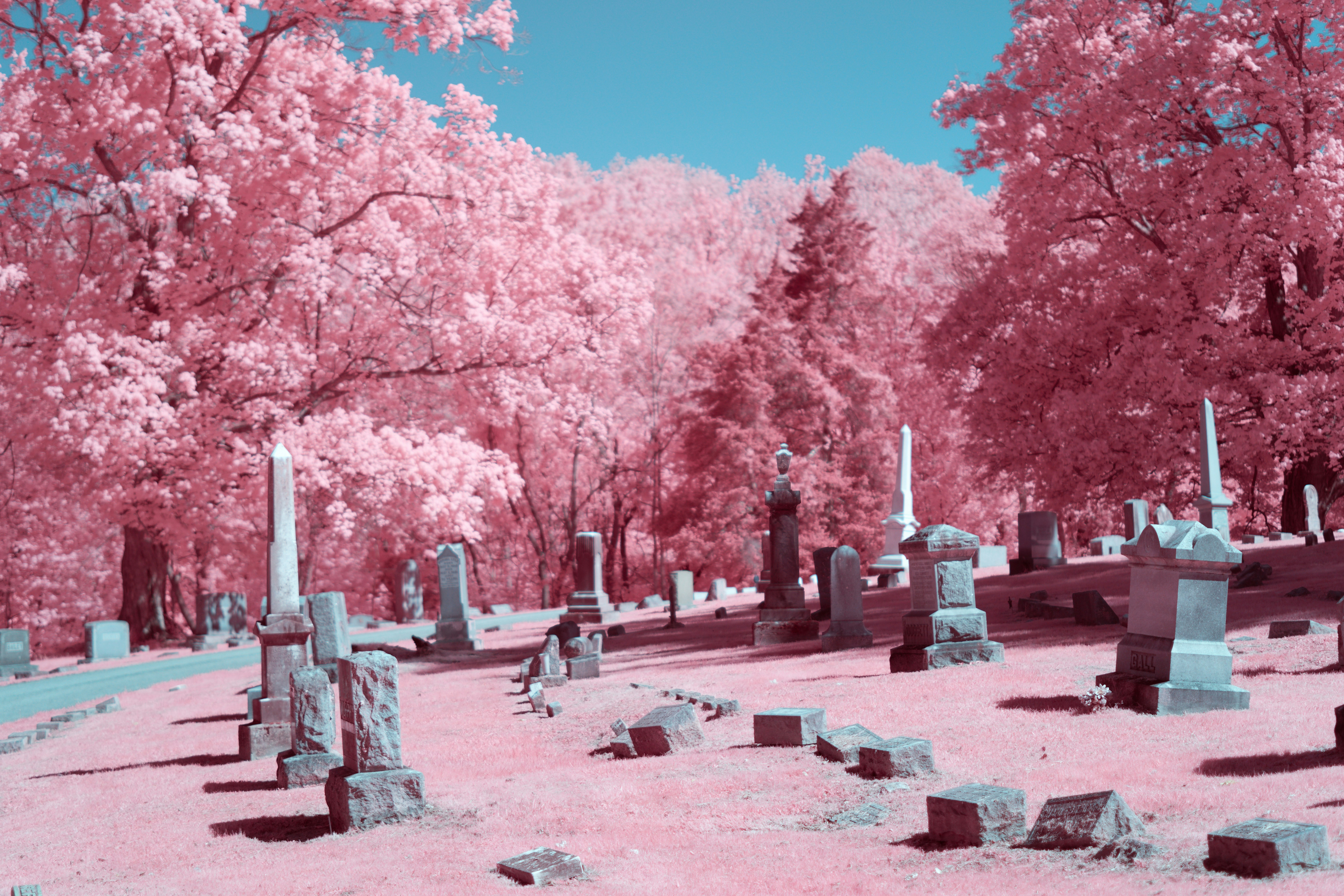 Rose-colored Resting Place: A Cemetery Path Through Dreamlike Trees