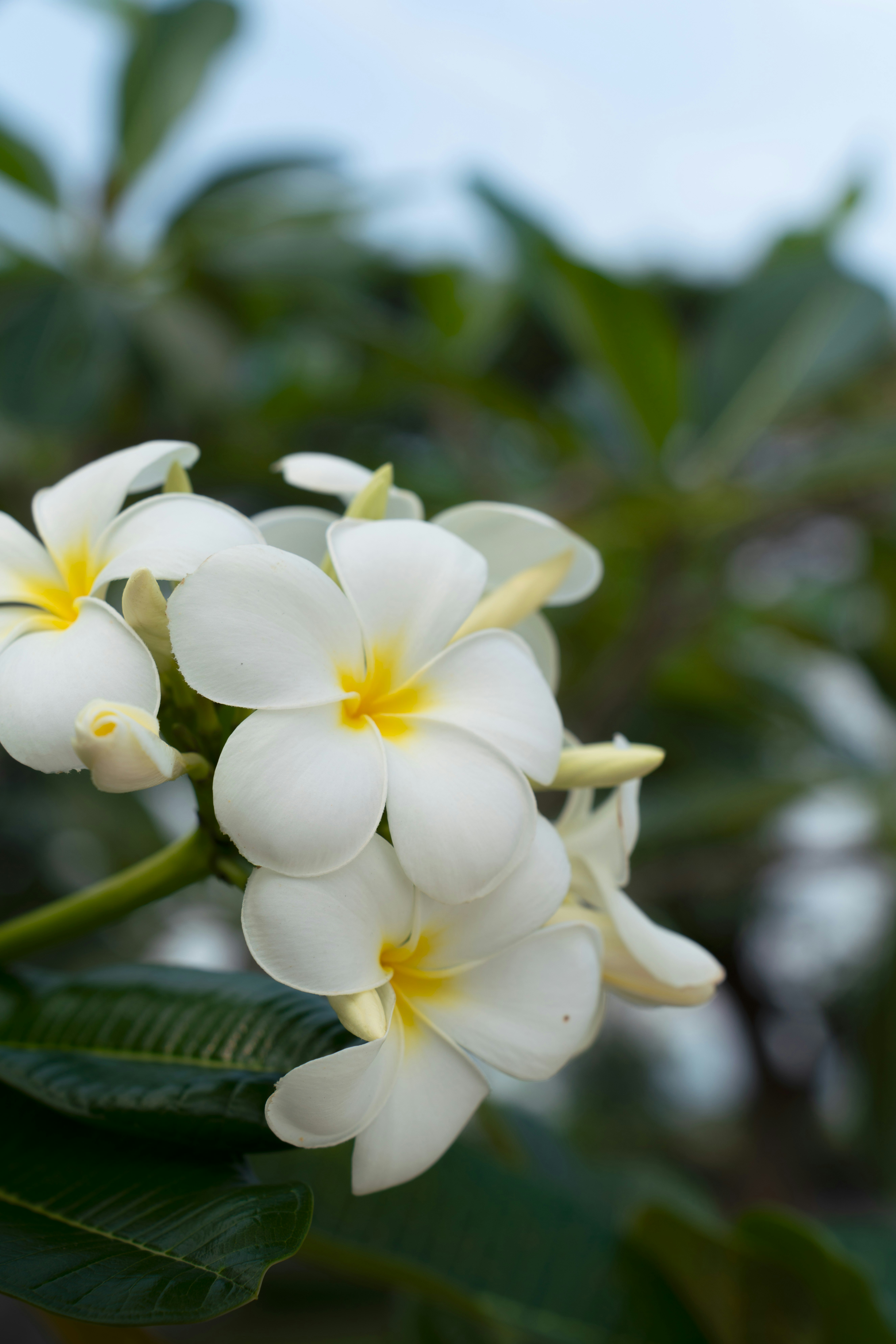 White Frangipani Bloom: Soft Focus on a Floral Cluster